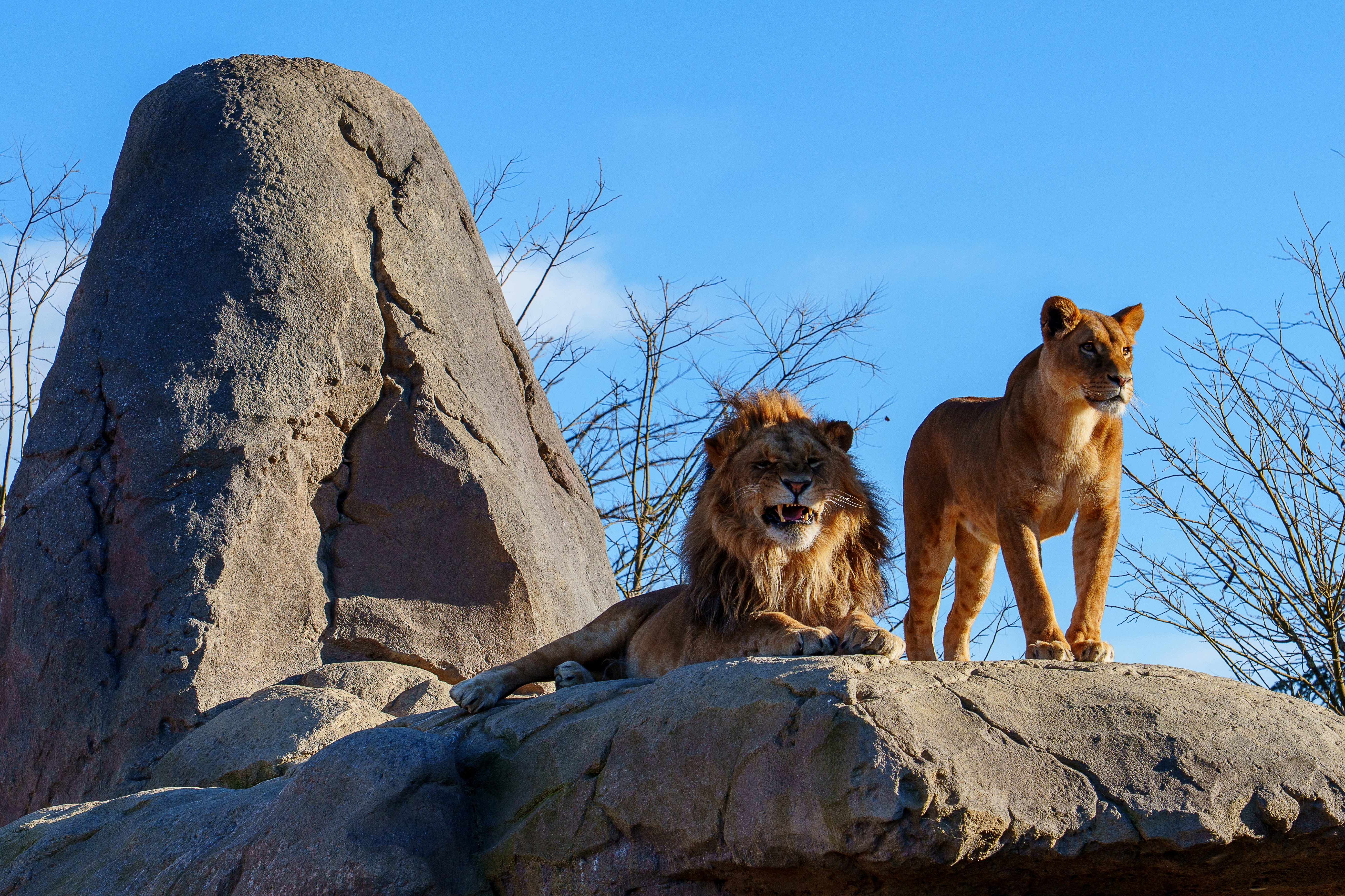 Lions at the Edge: Regal Apes on a Painted Rock Outcrop