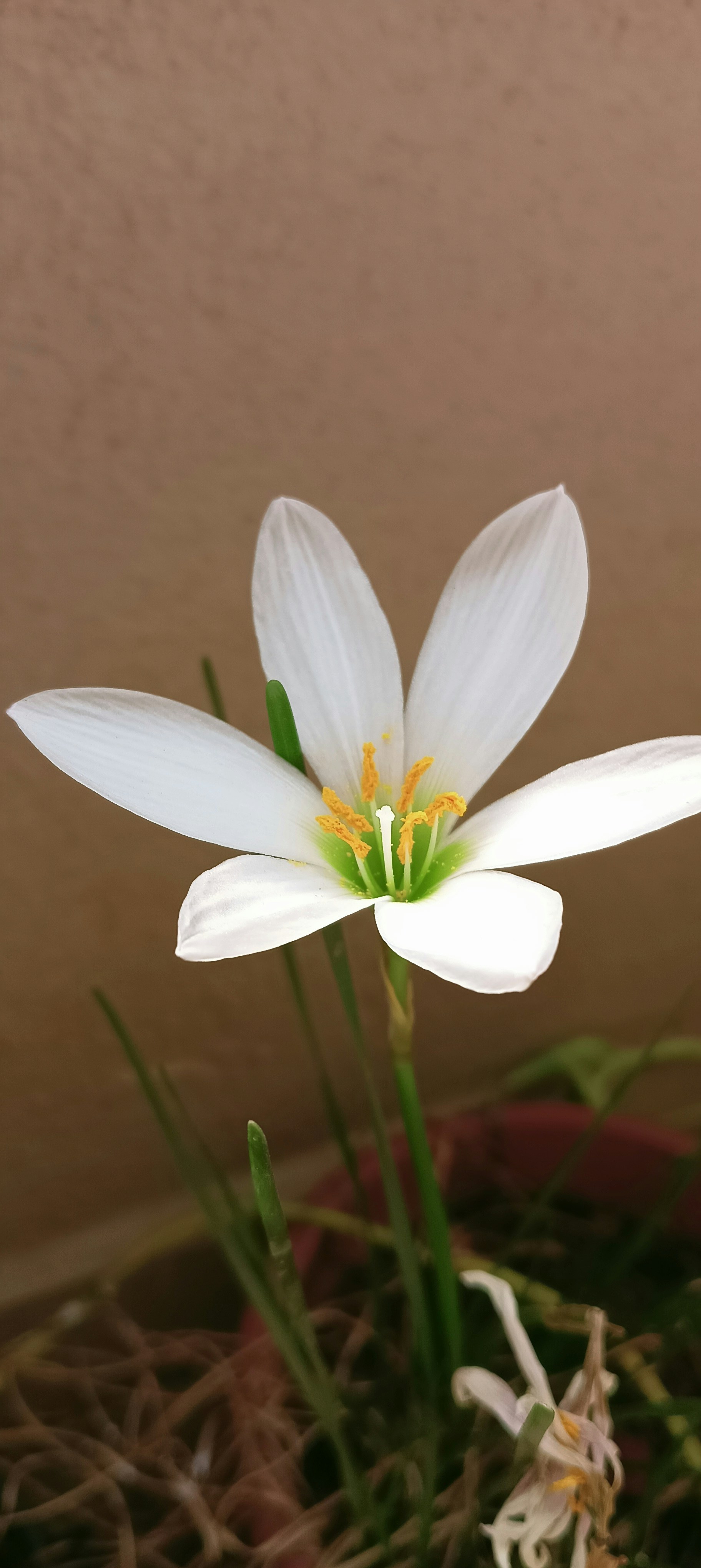 White Lily Against a Terracotta Backdrop