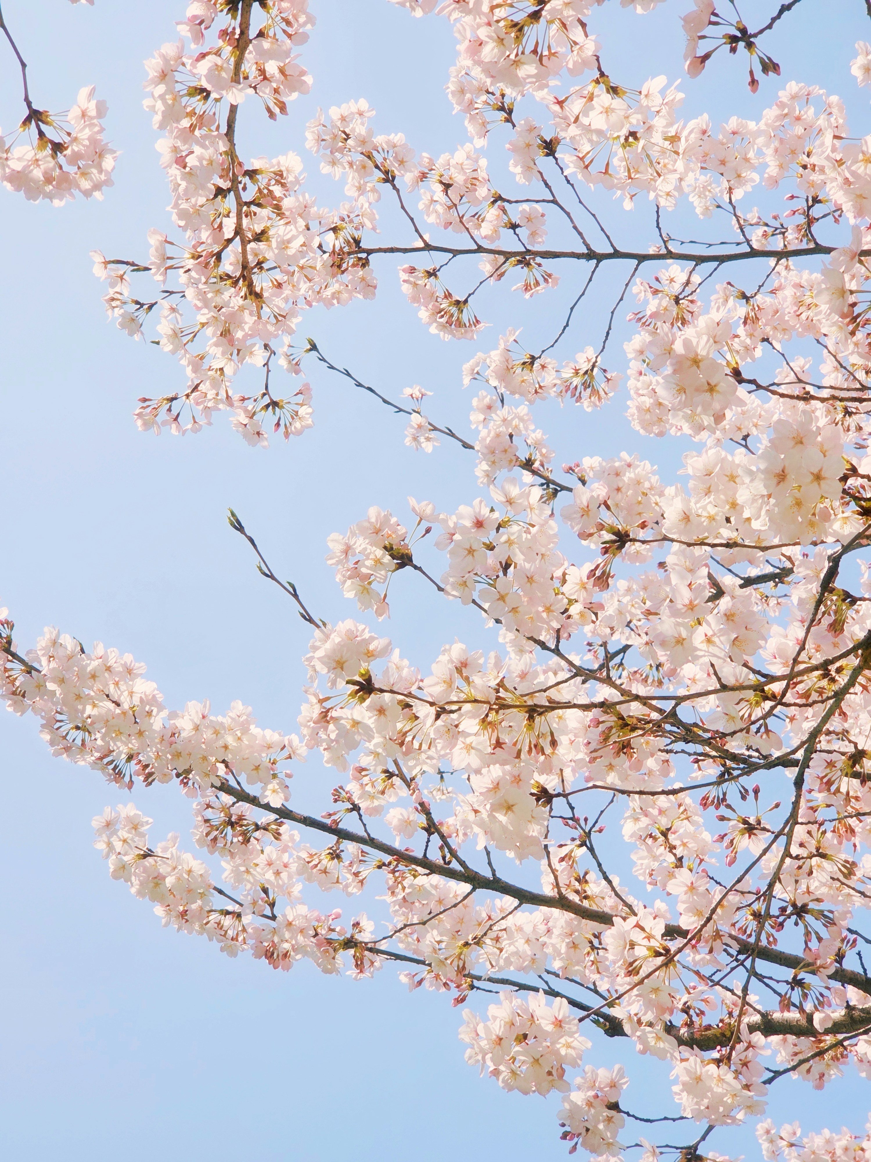 Cherry Bloom Mosaic Against a Clear Spring Sky