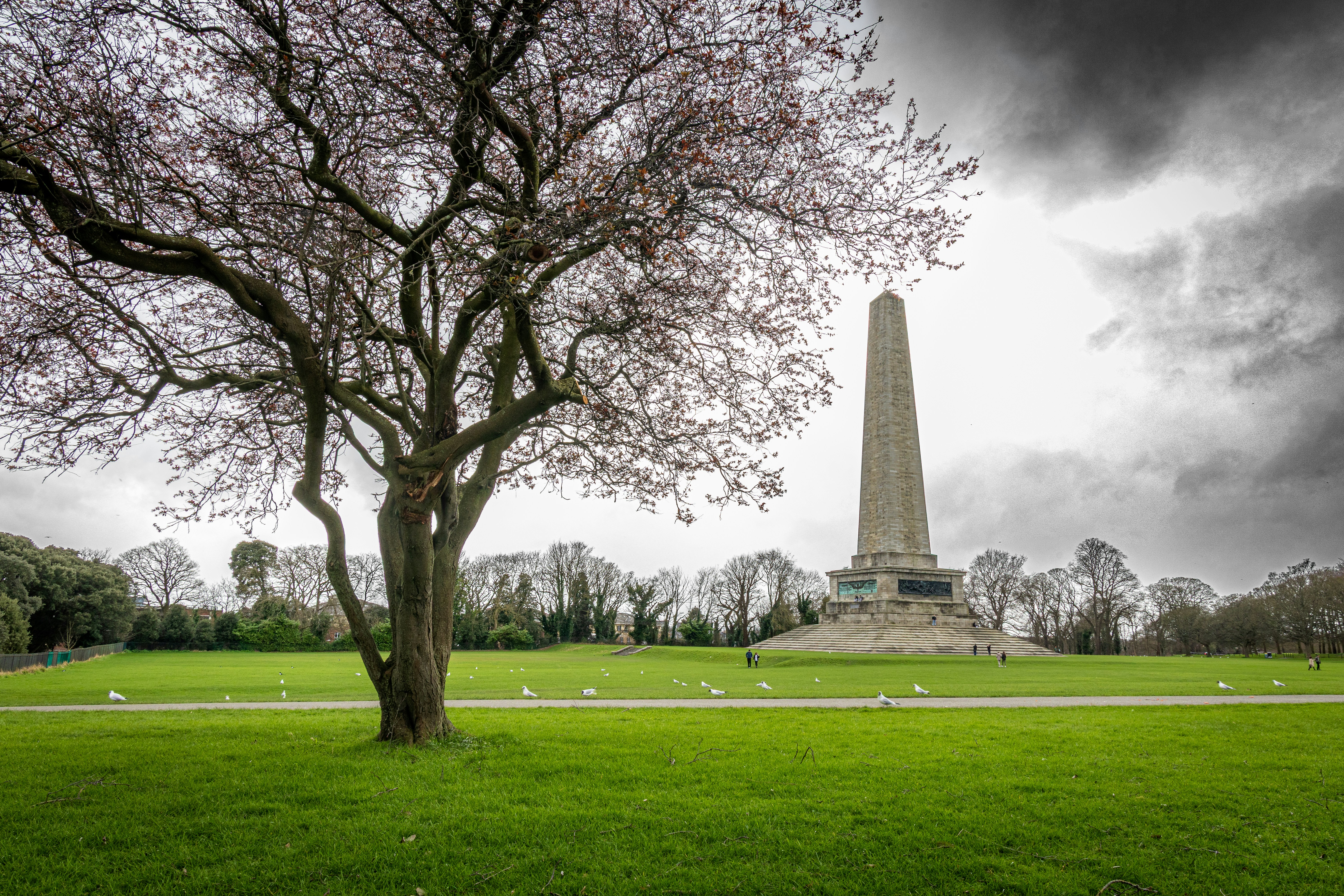 Obelisk Remembrance Grounds: A Lone Tree Framing a Monument