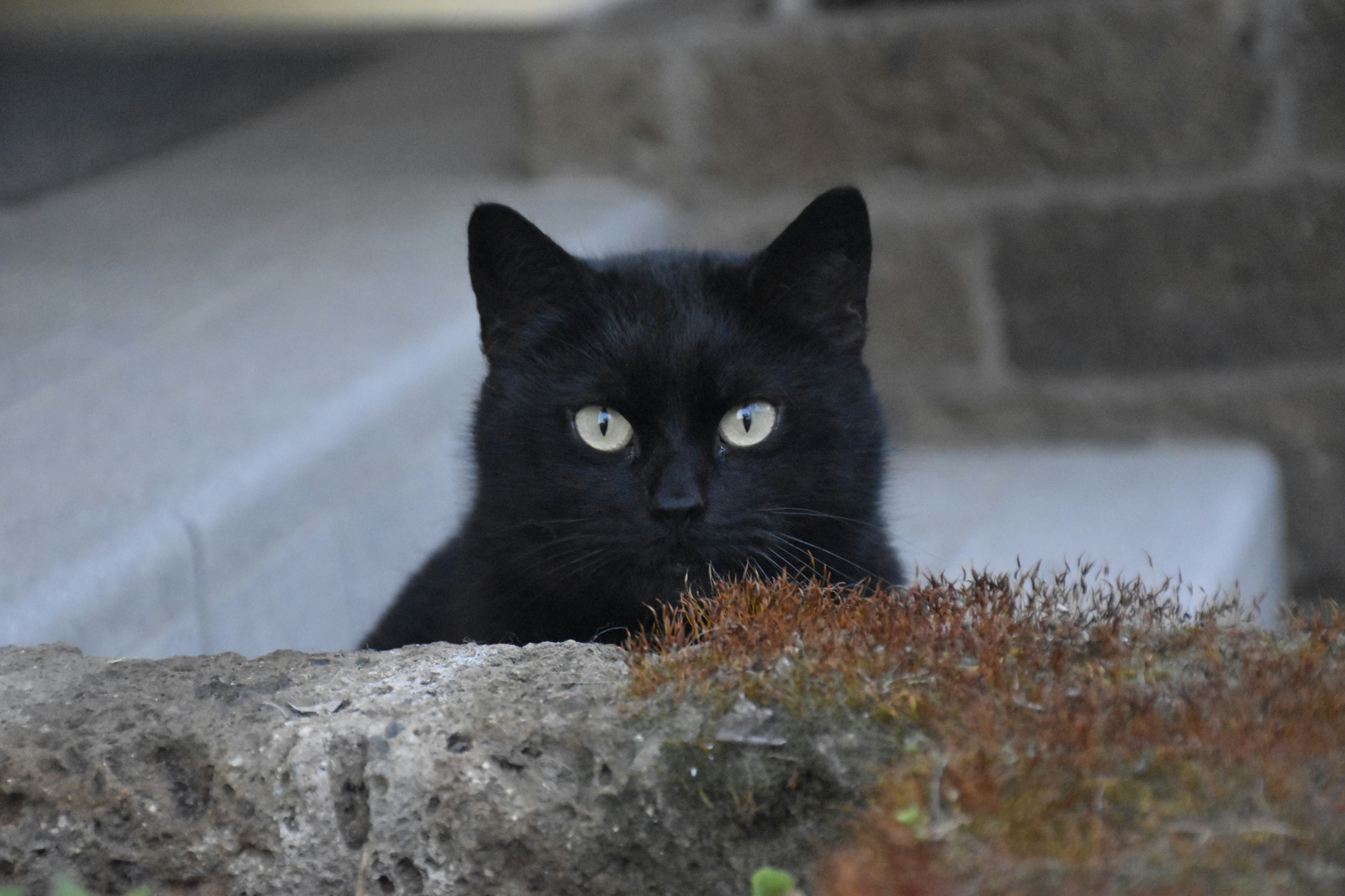 Midnight Watcher: A Black Cat Emerges from the Stone Edge