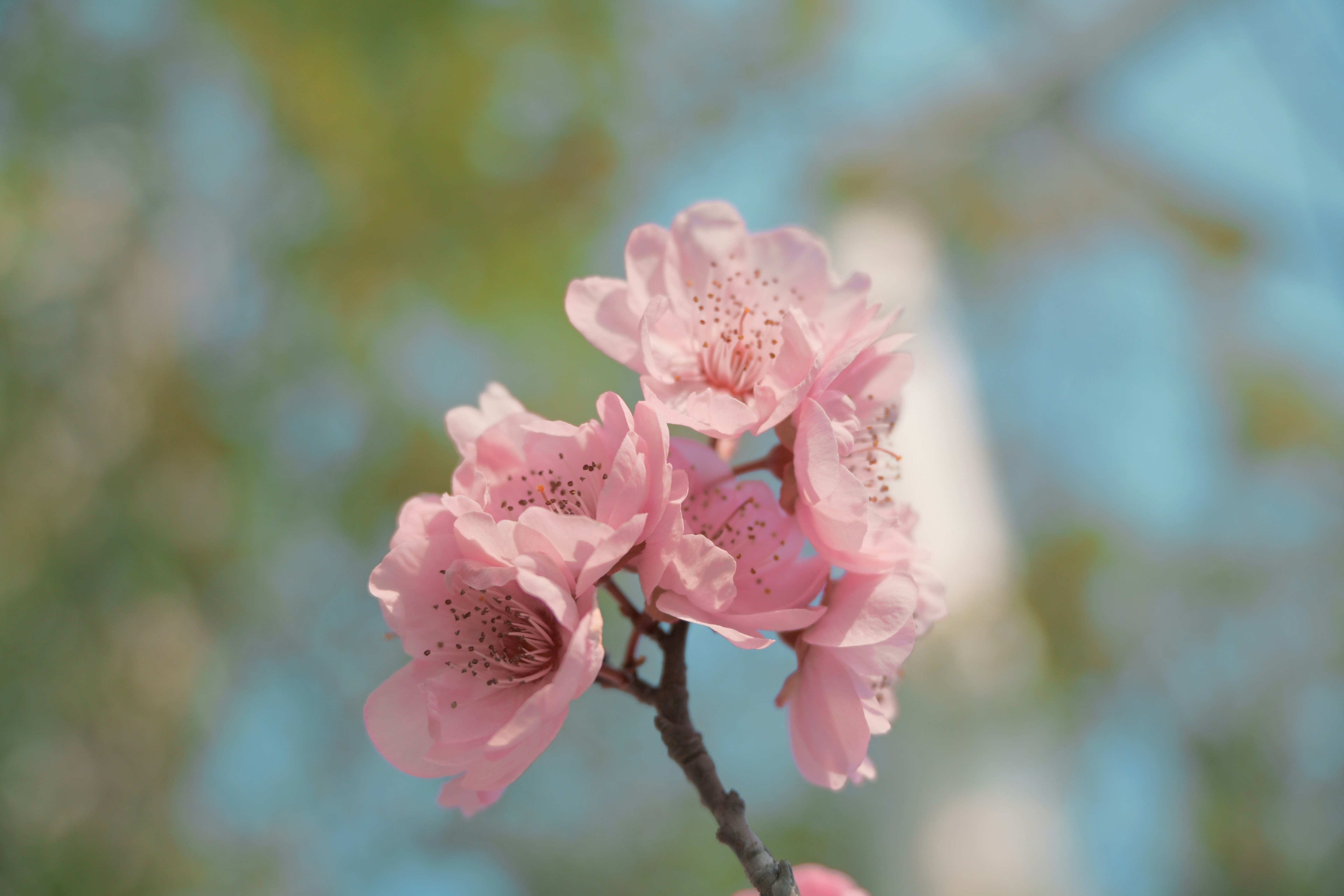 Blossoms in Soft Focus: A Delicate Pink Promise