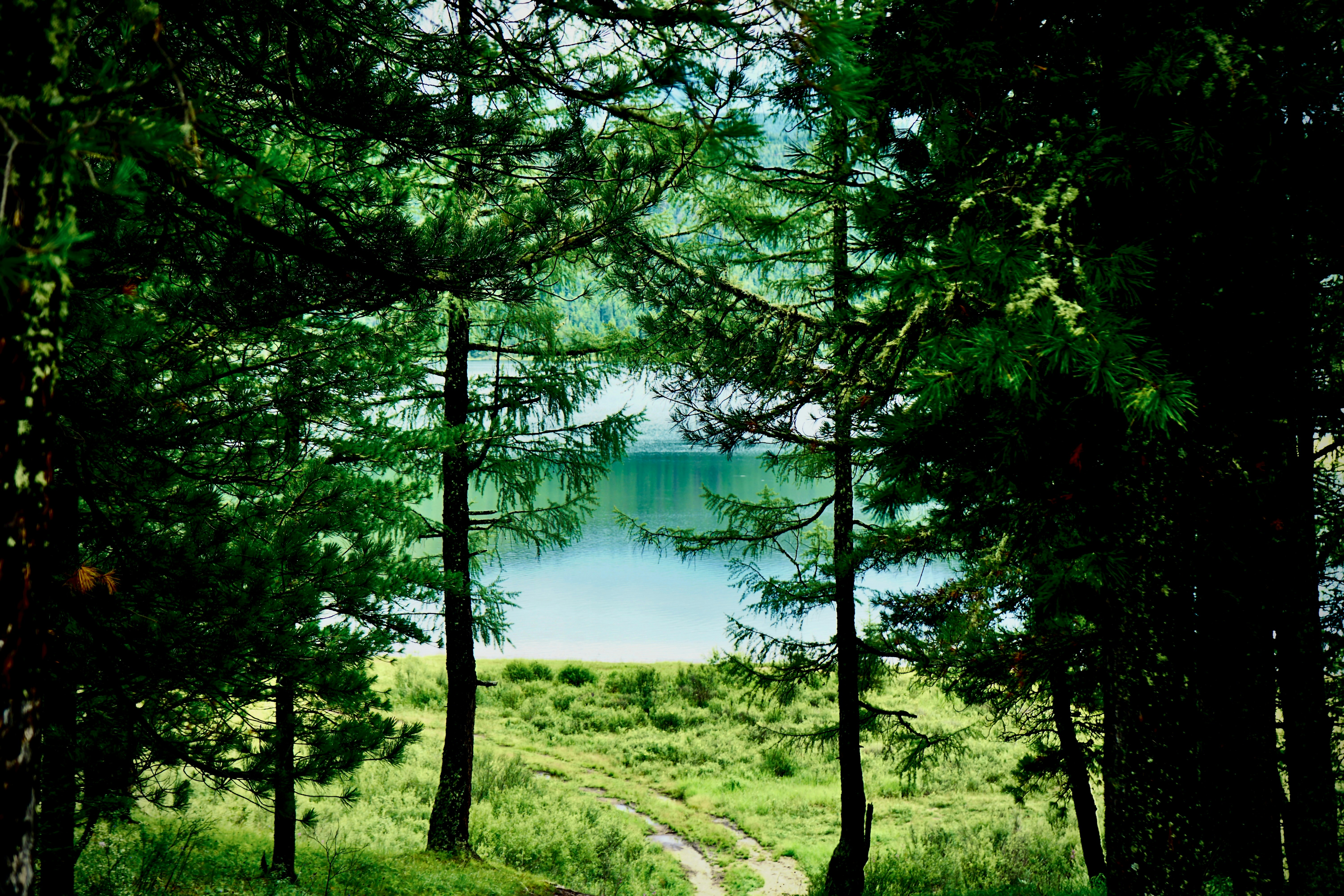 Path to a Hidden Lake: A Catalpa of Light Beyond the Pines