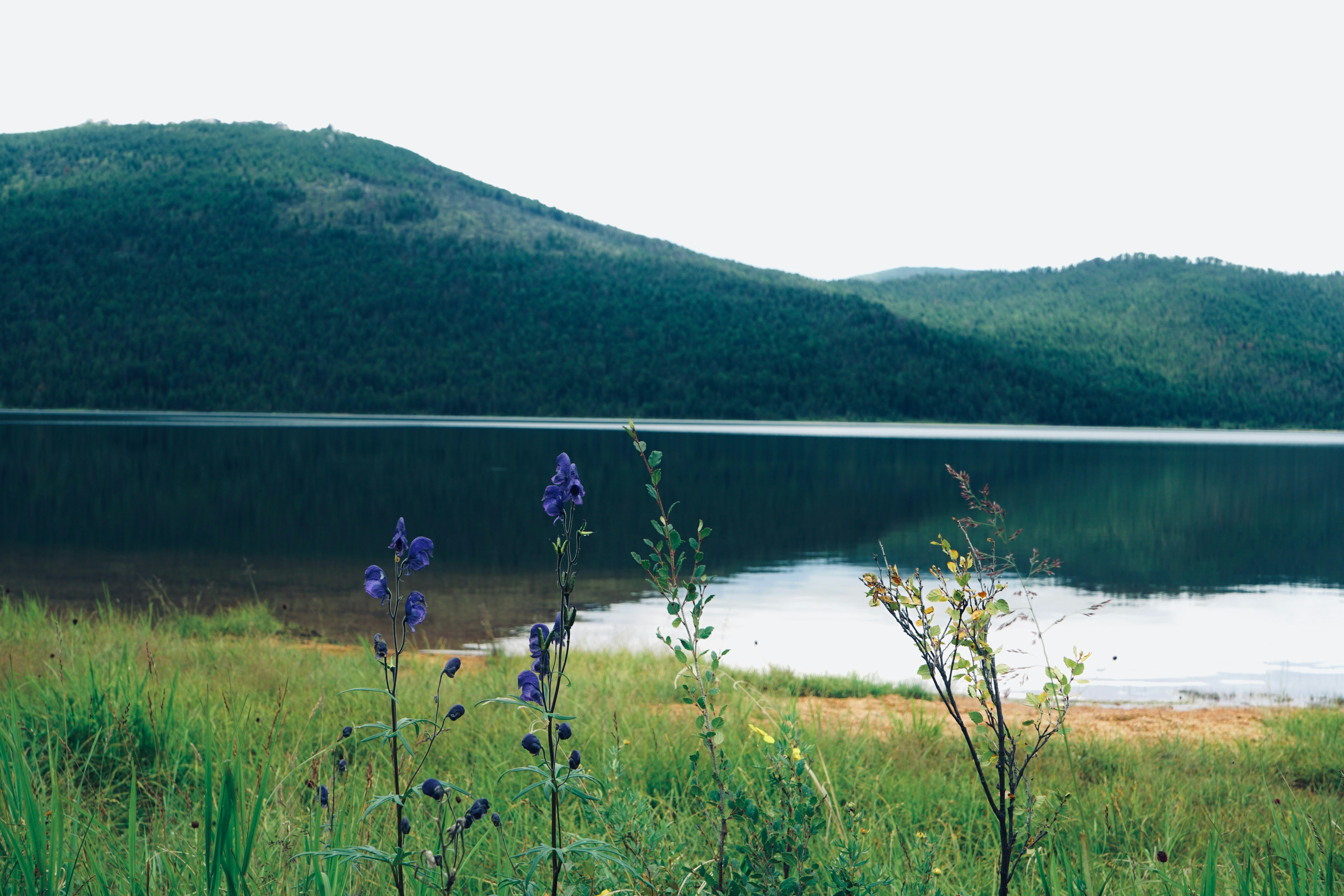 Quiet shoreline bloom: grasses and purple flowers at the lake’s edge