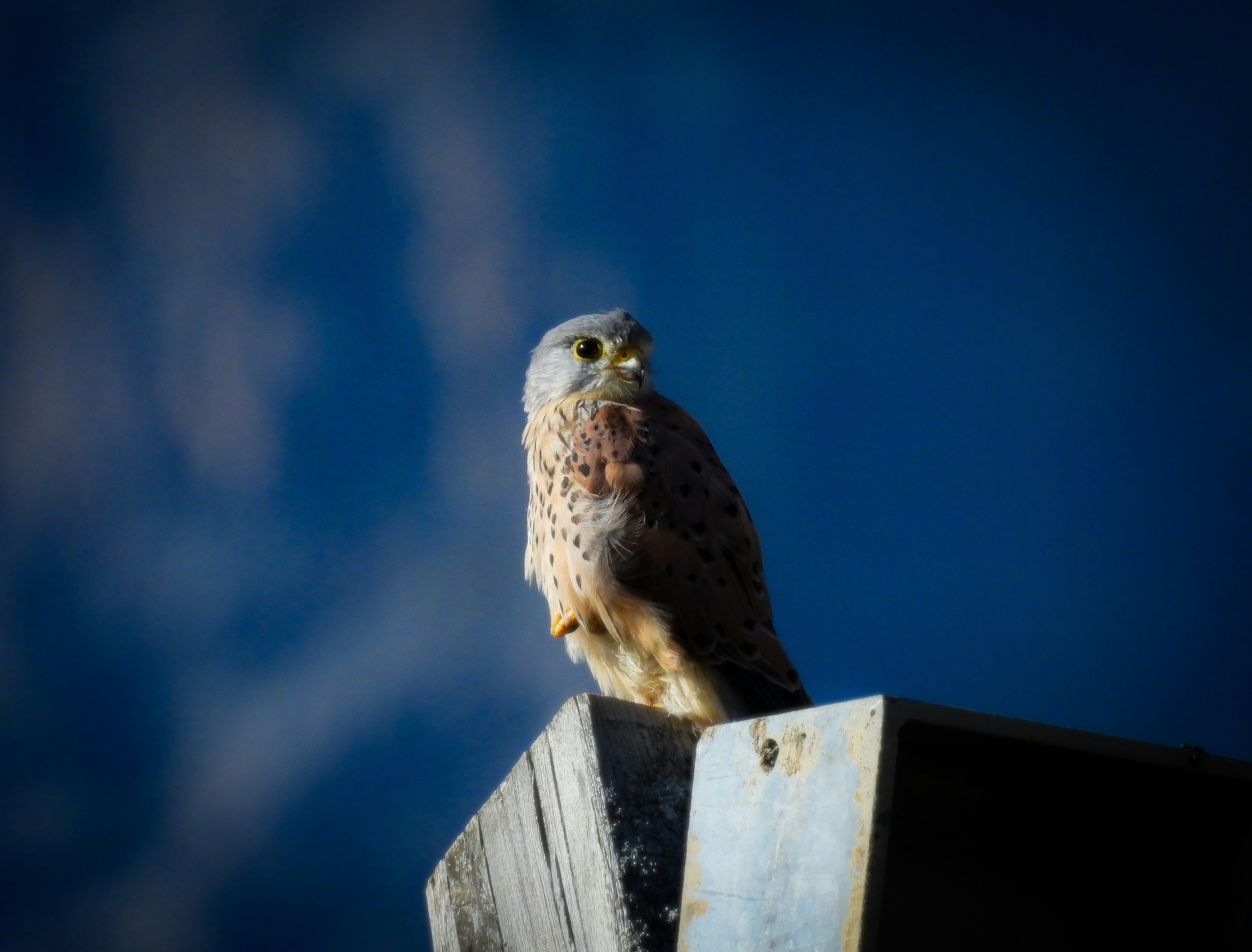 Watching Over the Ridge: A Peregrine-Like Falcon on a Weathered Perch