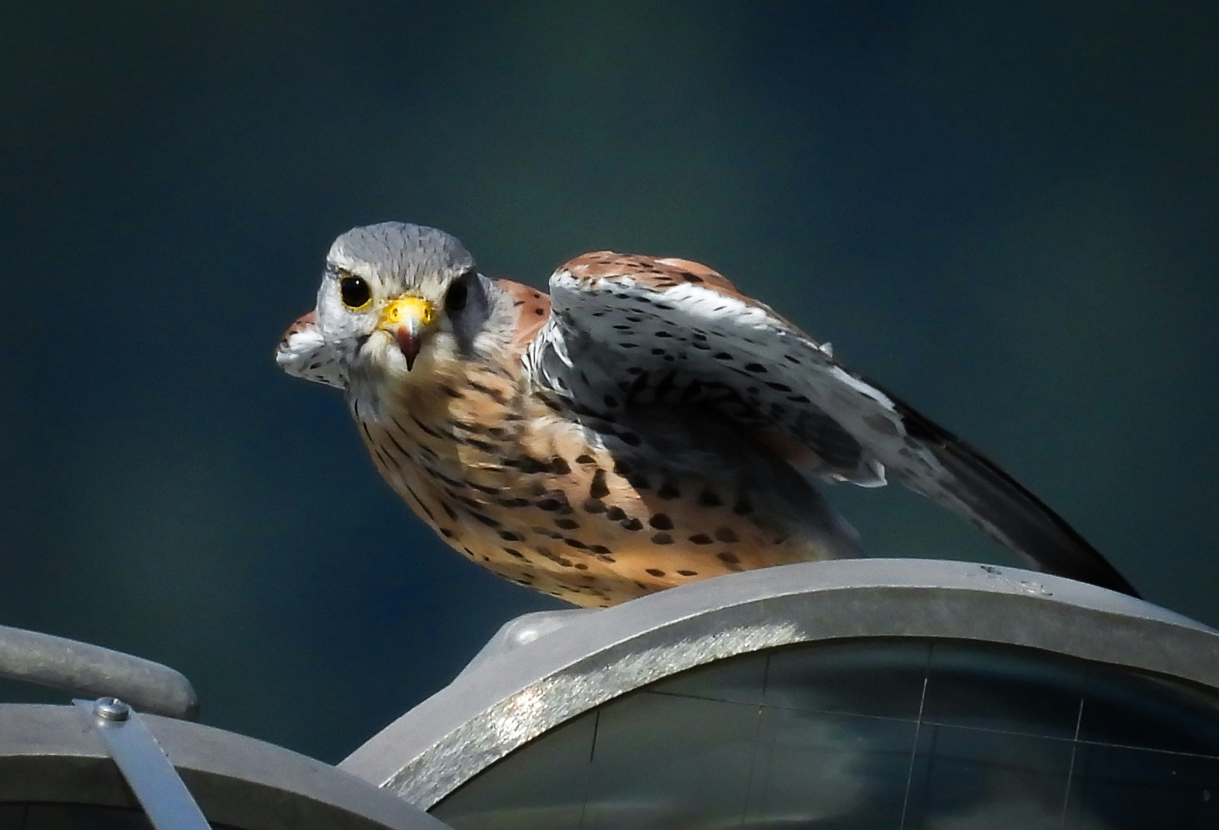 Raptor on the Riser: A Peregrine Stance Above the Arch