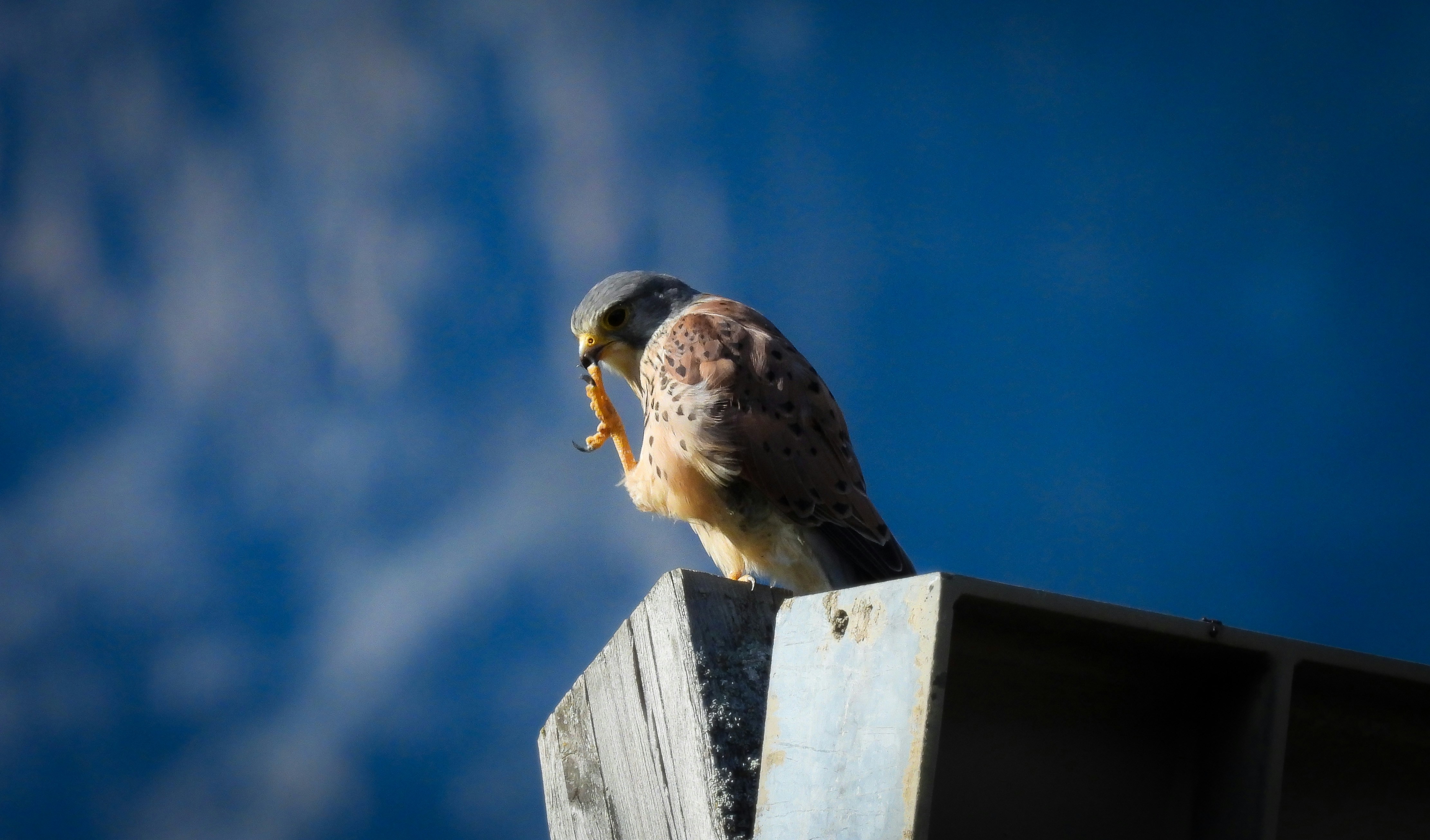 Hawk on a Roof Edge: A Moment of Feathery Snack Suspense