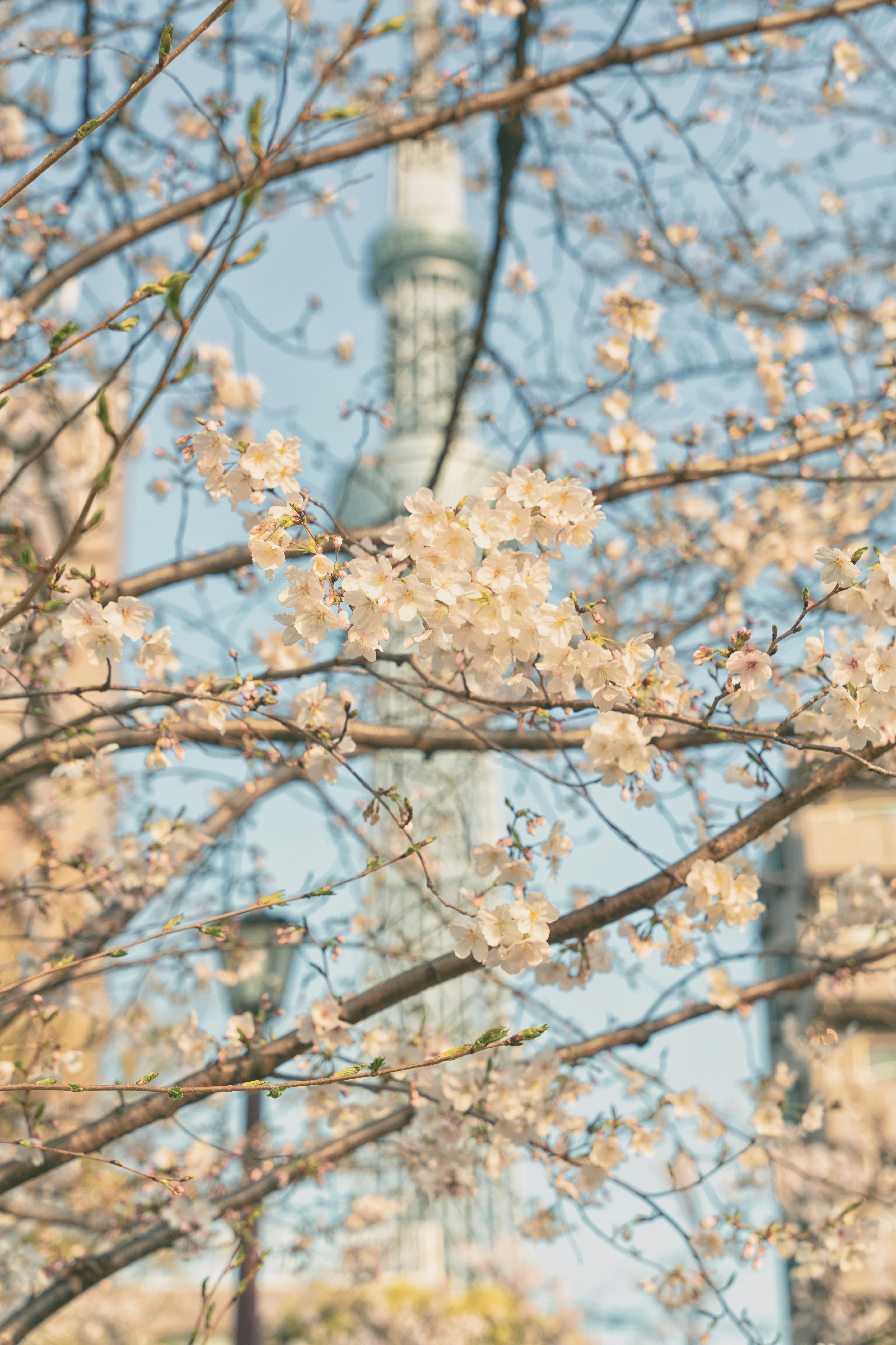 Blossoms in Focus: Sakura Veil with Urban Tower in Soft Light