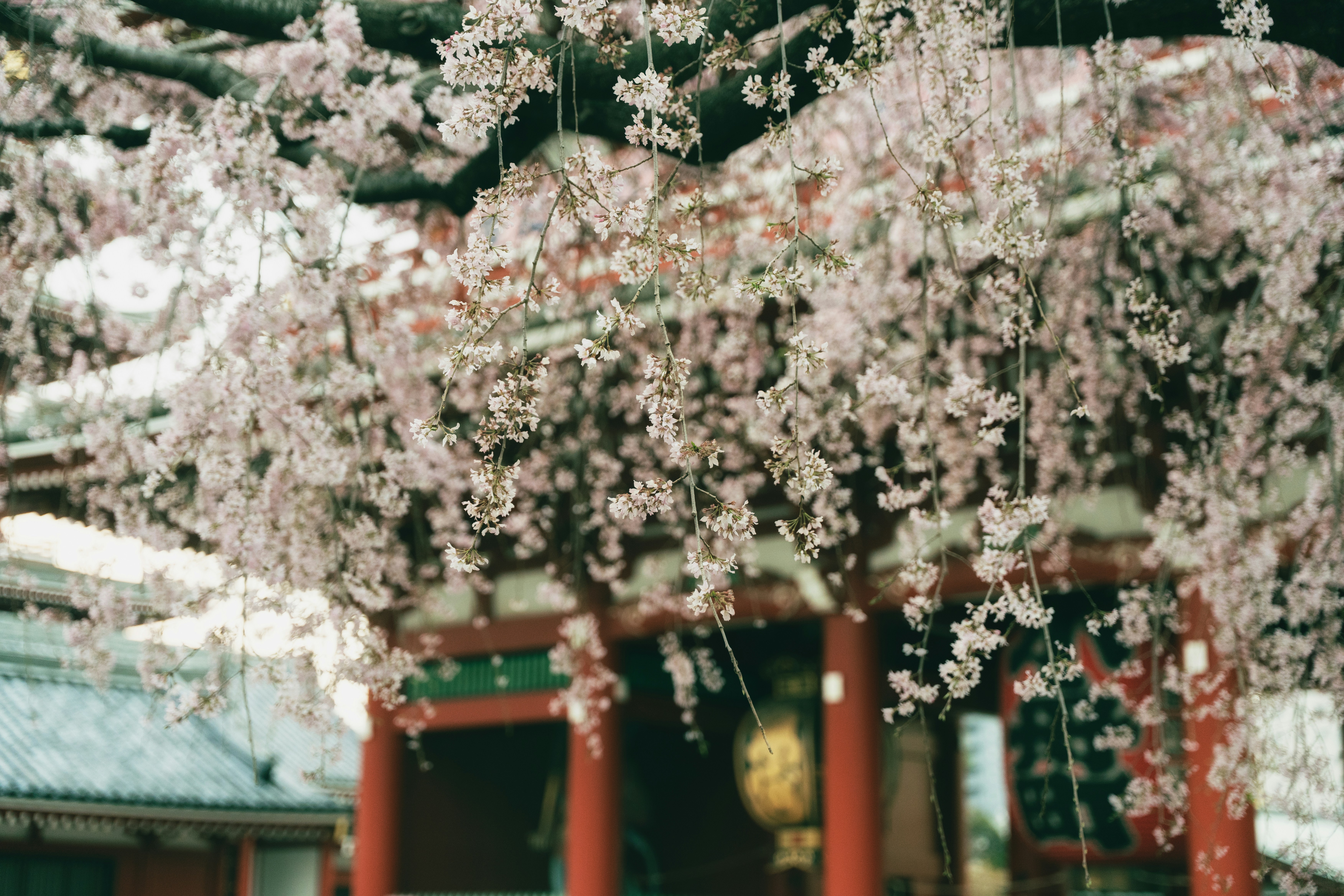 Blossoms Over Shrine Gates