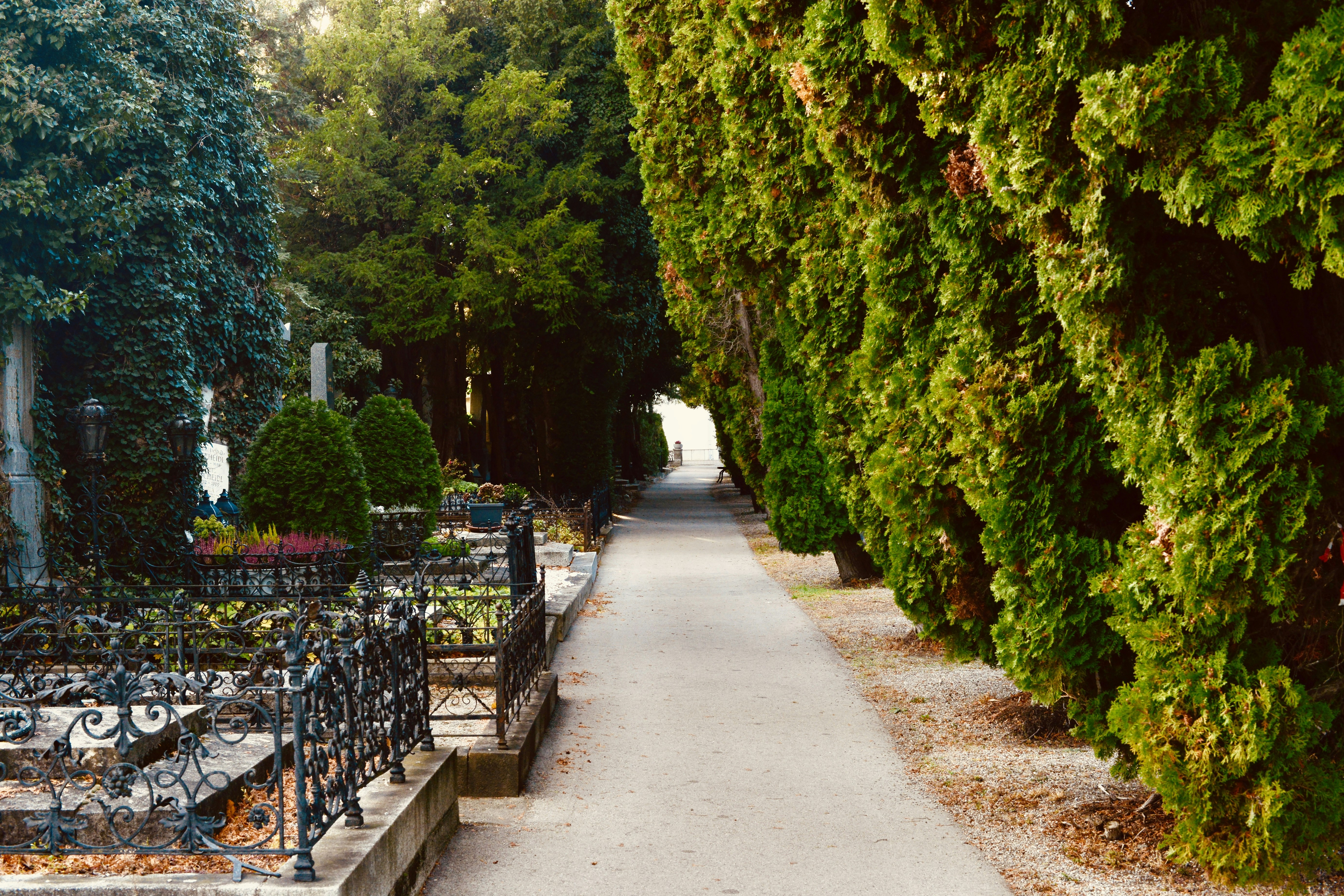 A Serene Avenue: Tree-Lined Path to a Distant Light