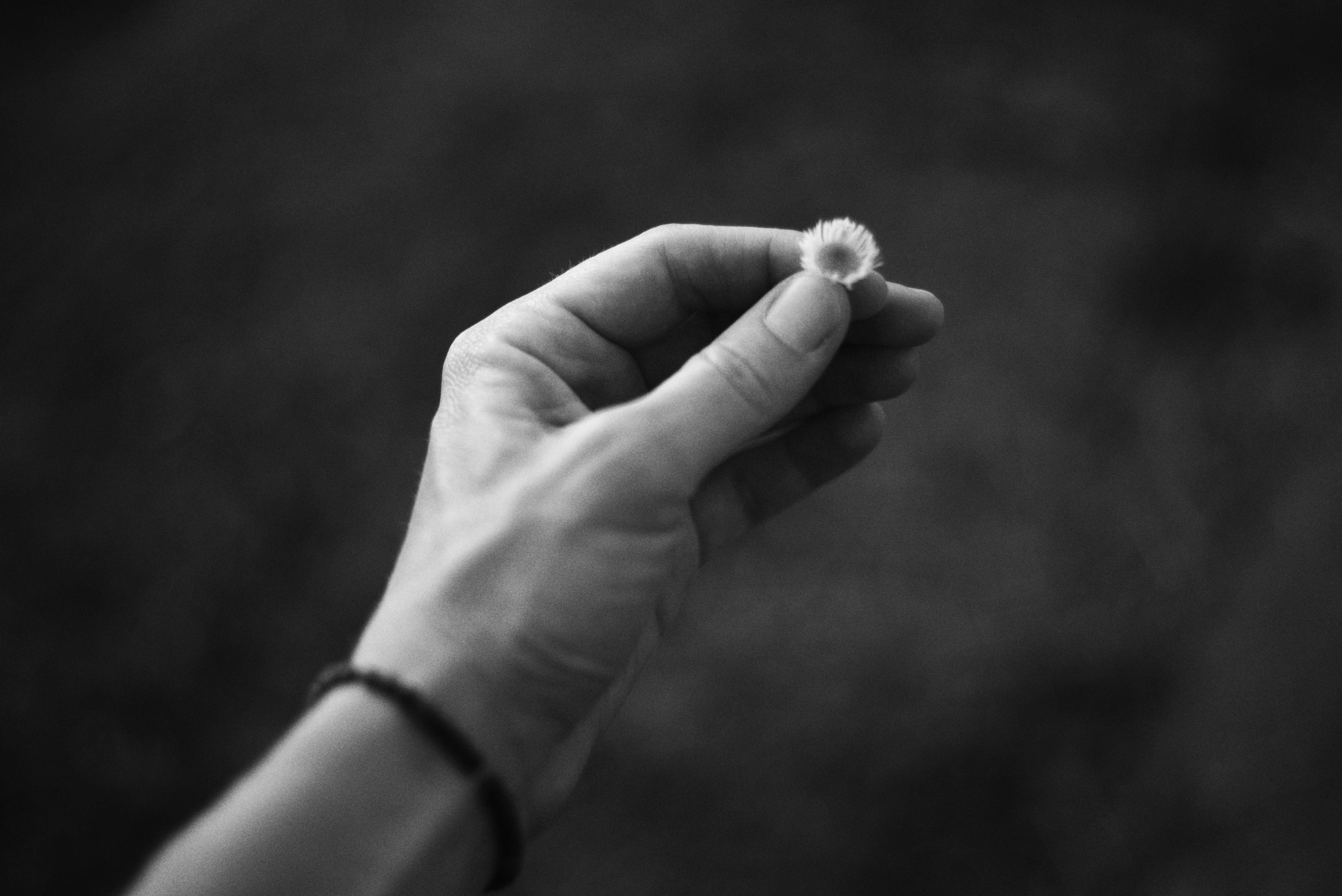 A Delicate Pinch: A Dandelion Seed Between Fingers