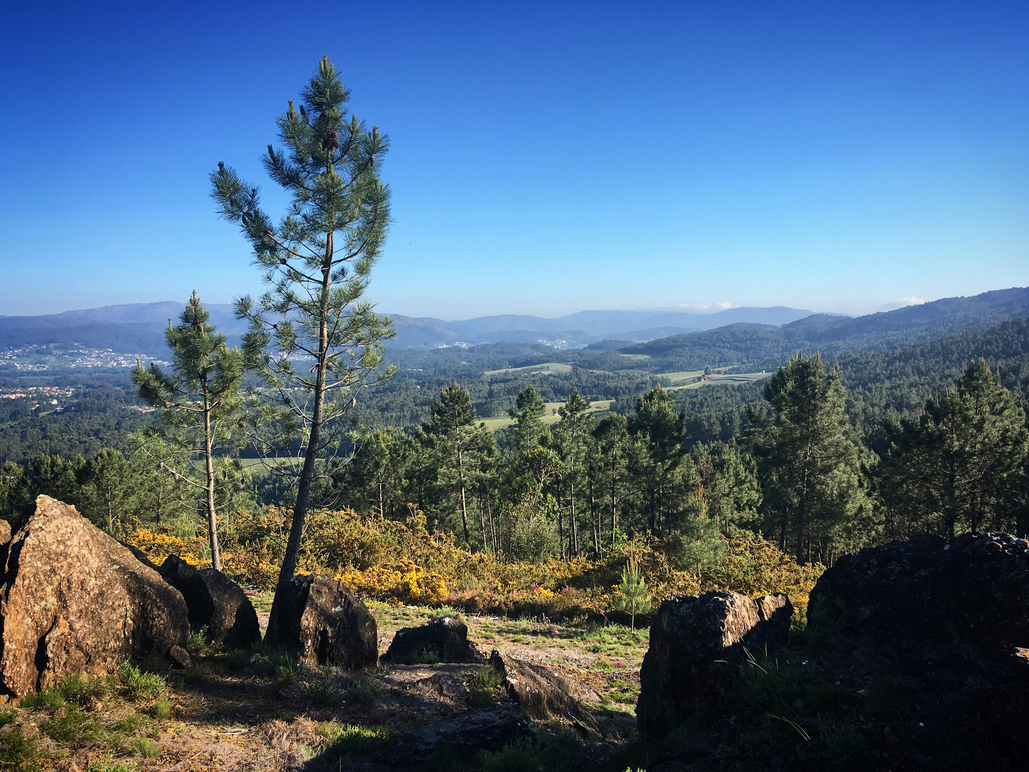 Sunlit Ridge: Trees, Rocks, and a Valley Stretch