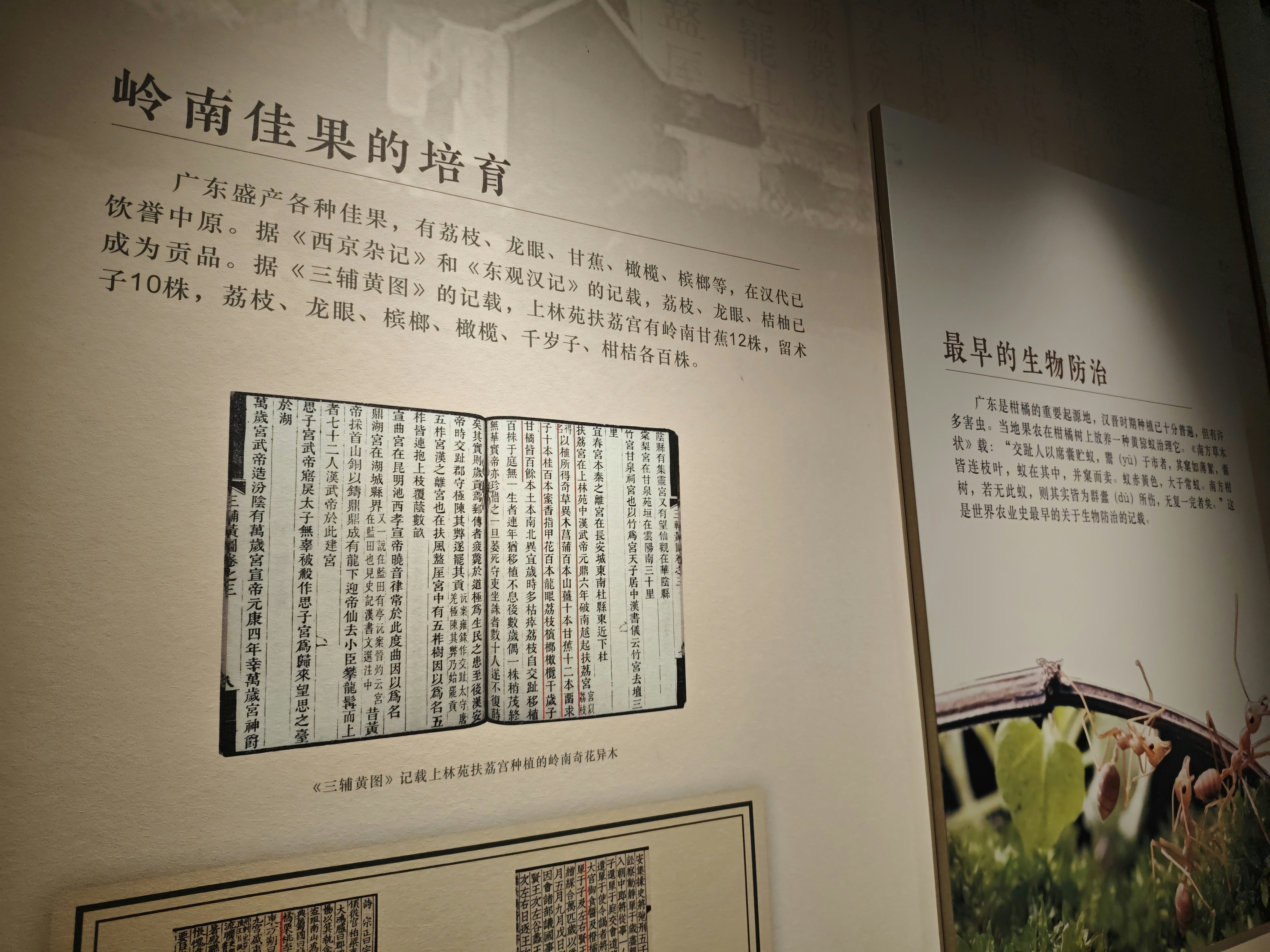 Museum Wall Panels: A Glimpse into Traditional Chinese Textiles
