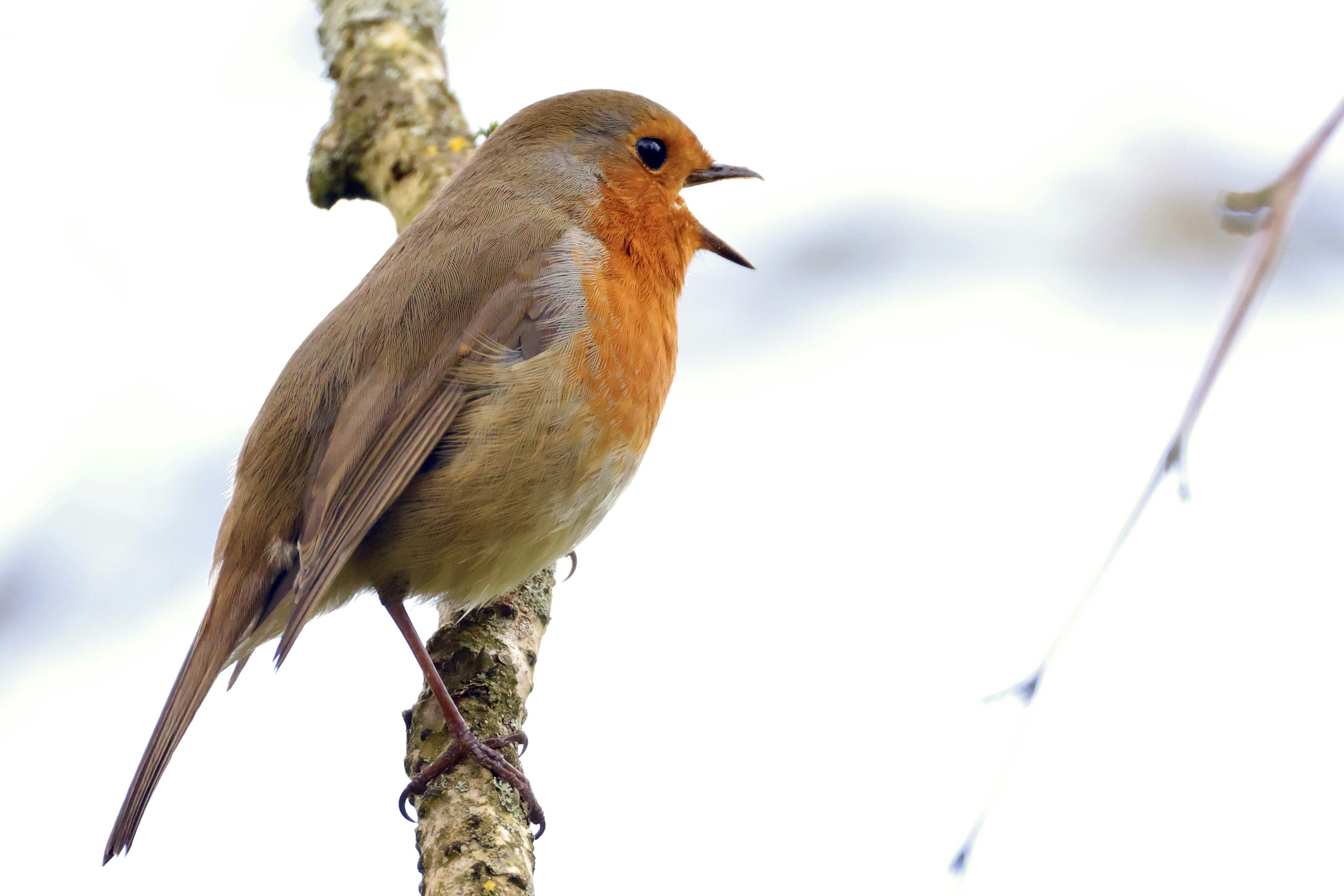 Red-breasted Robin Perched, Song Ready on a Snowy Branch