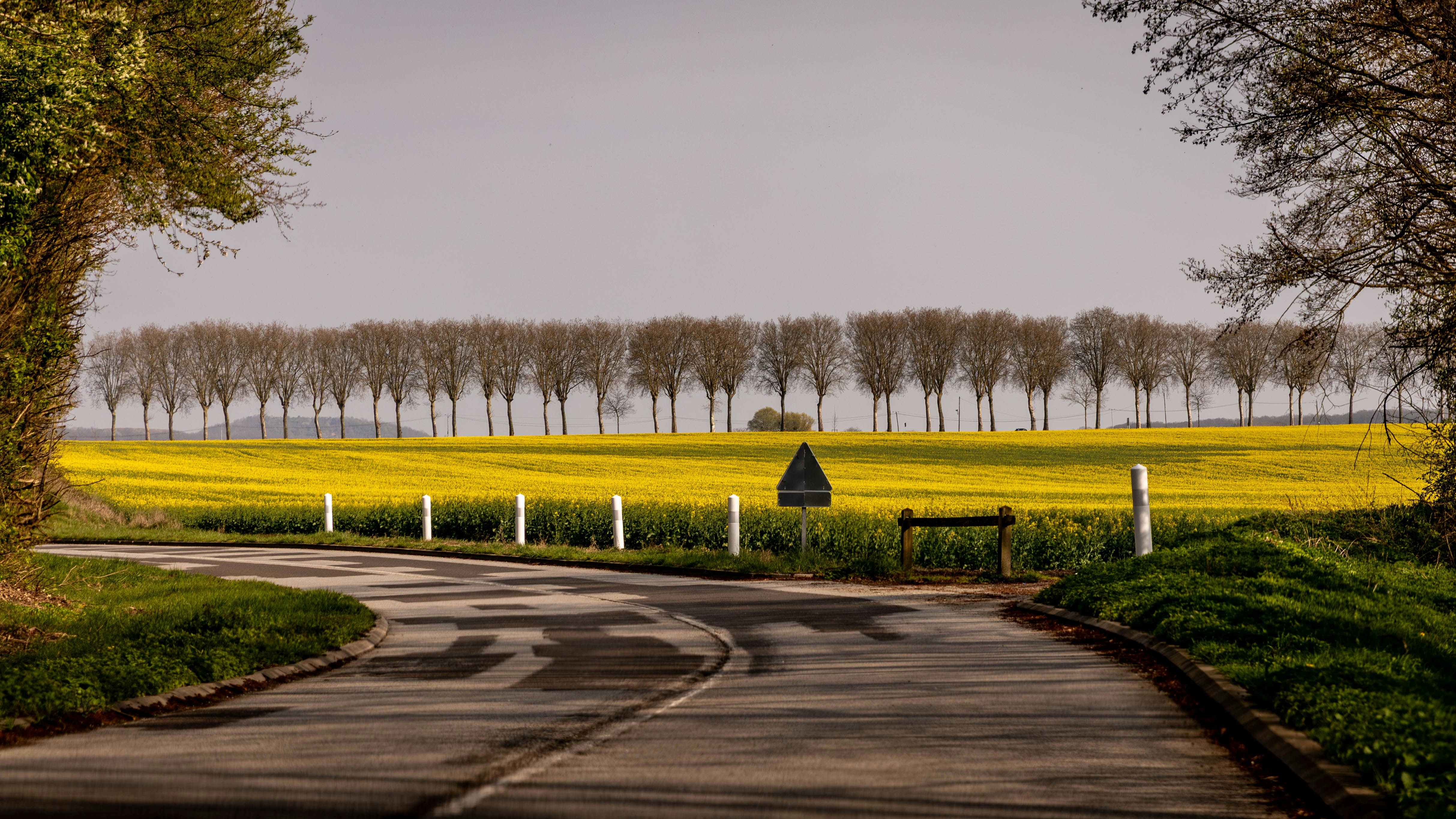 Rural Road in Bloom: A Quiet Corridor of Yellow Fields