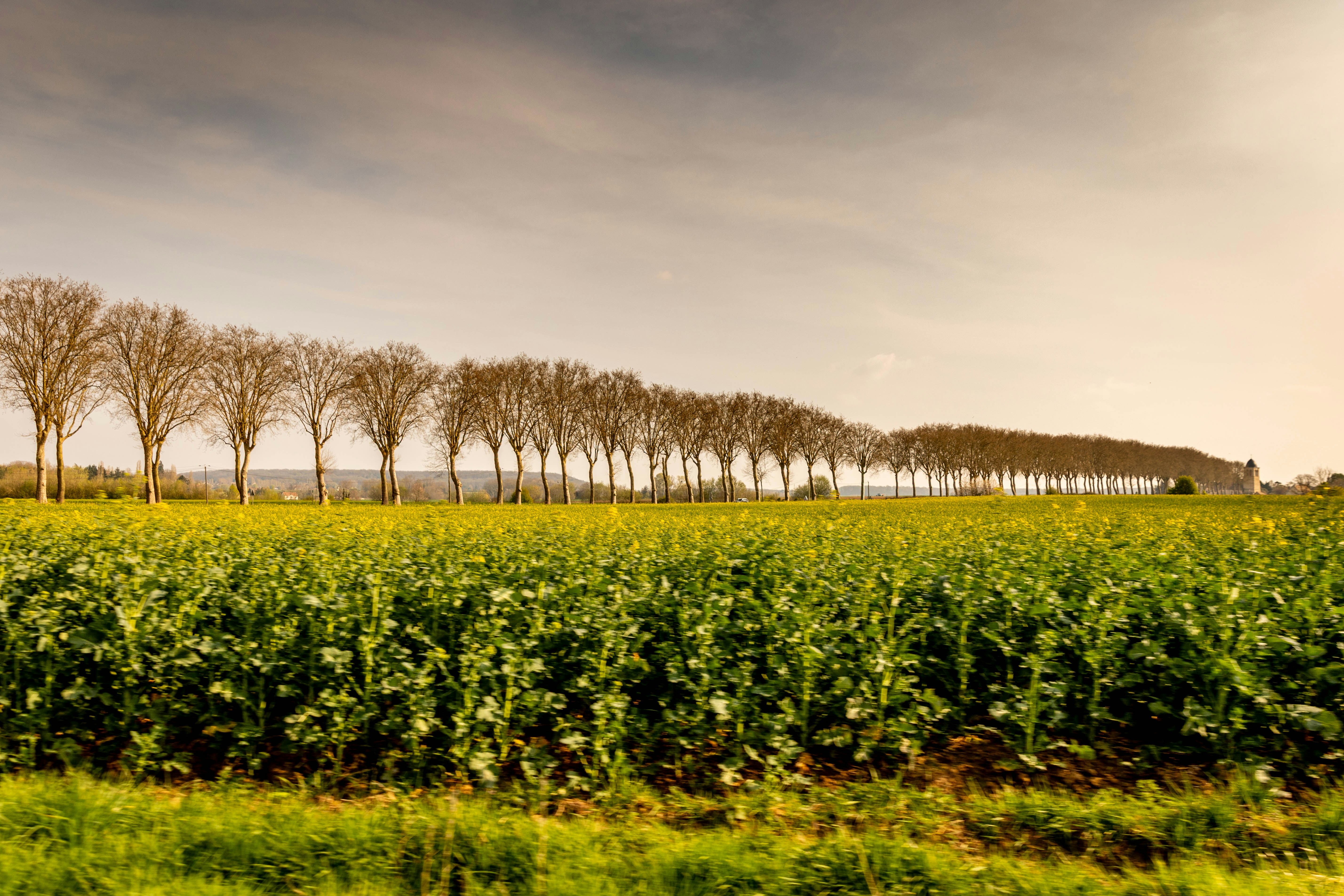 Row of bare trees over endless canola field under amber sky