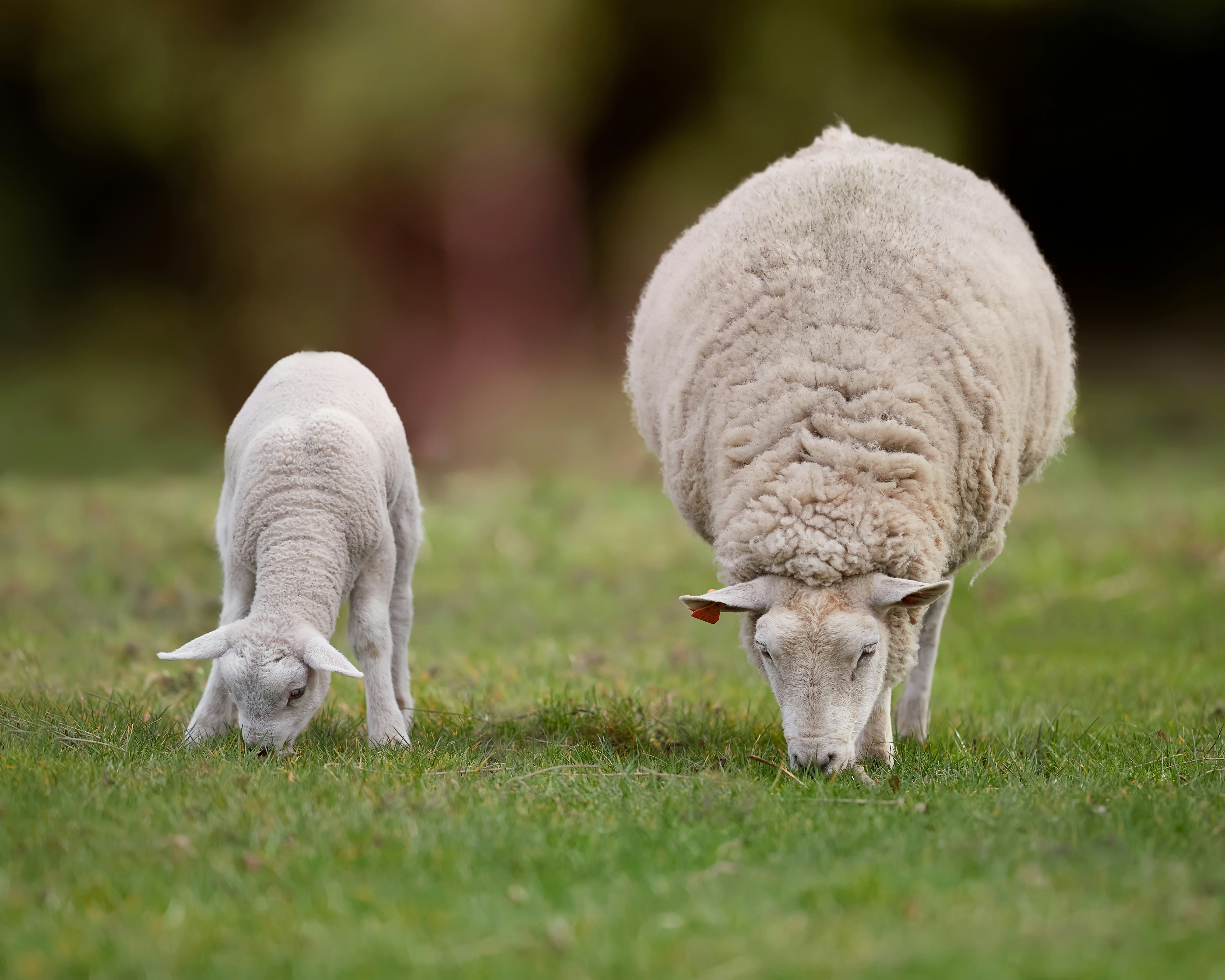 Grazing Companions: A Lamb and Ewe Quietly Nibble