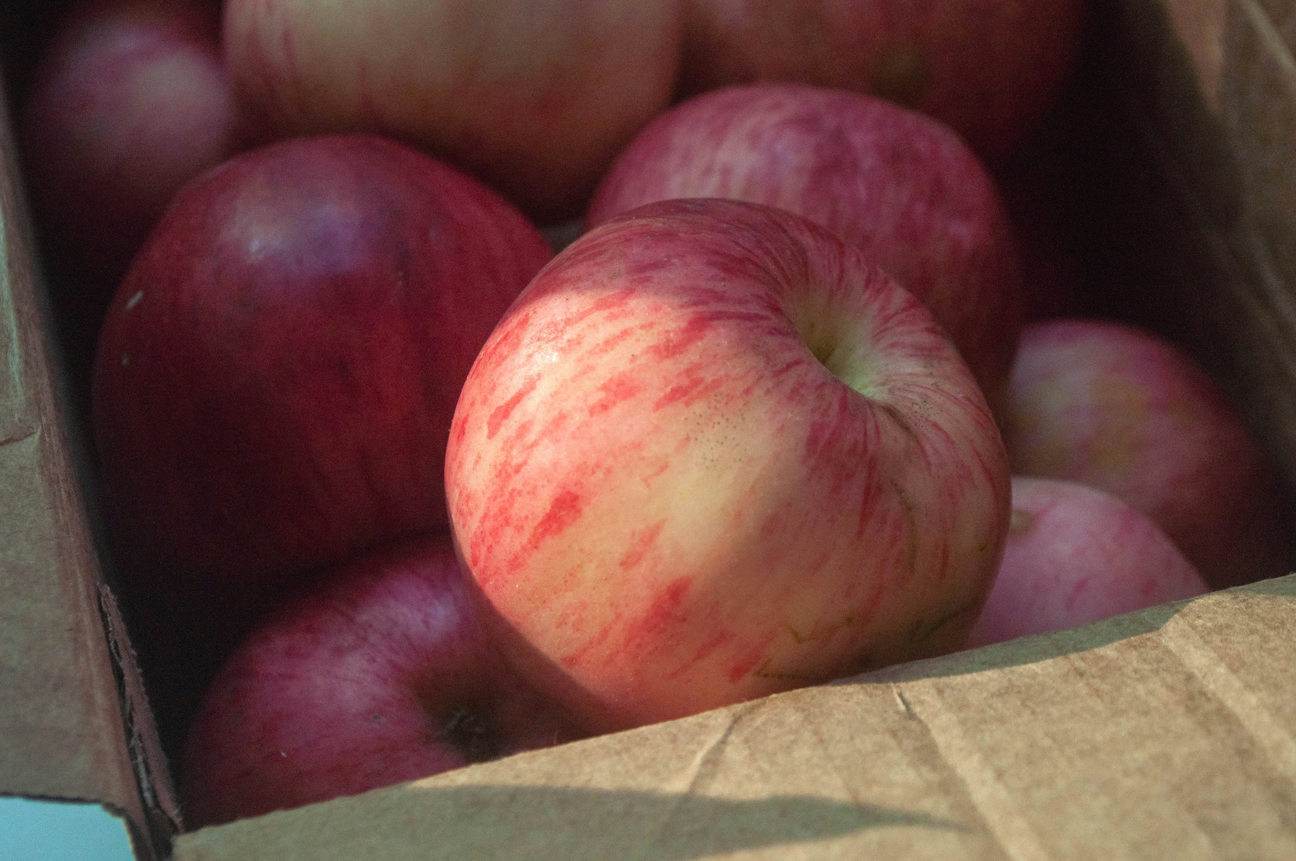 Red Apple in Cardboard Box: A Close-Quarters Harvest Moment