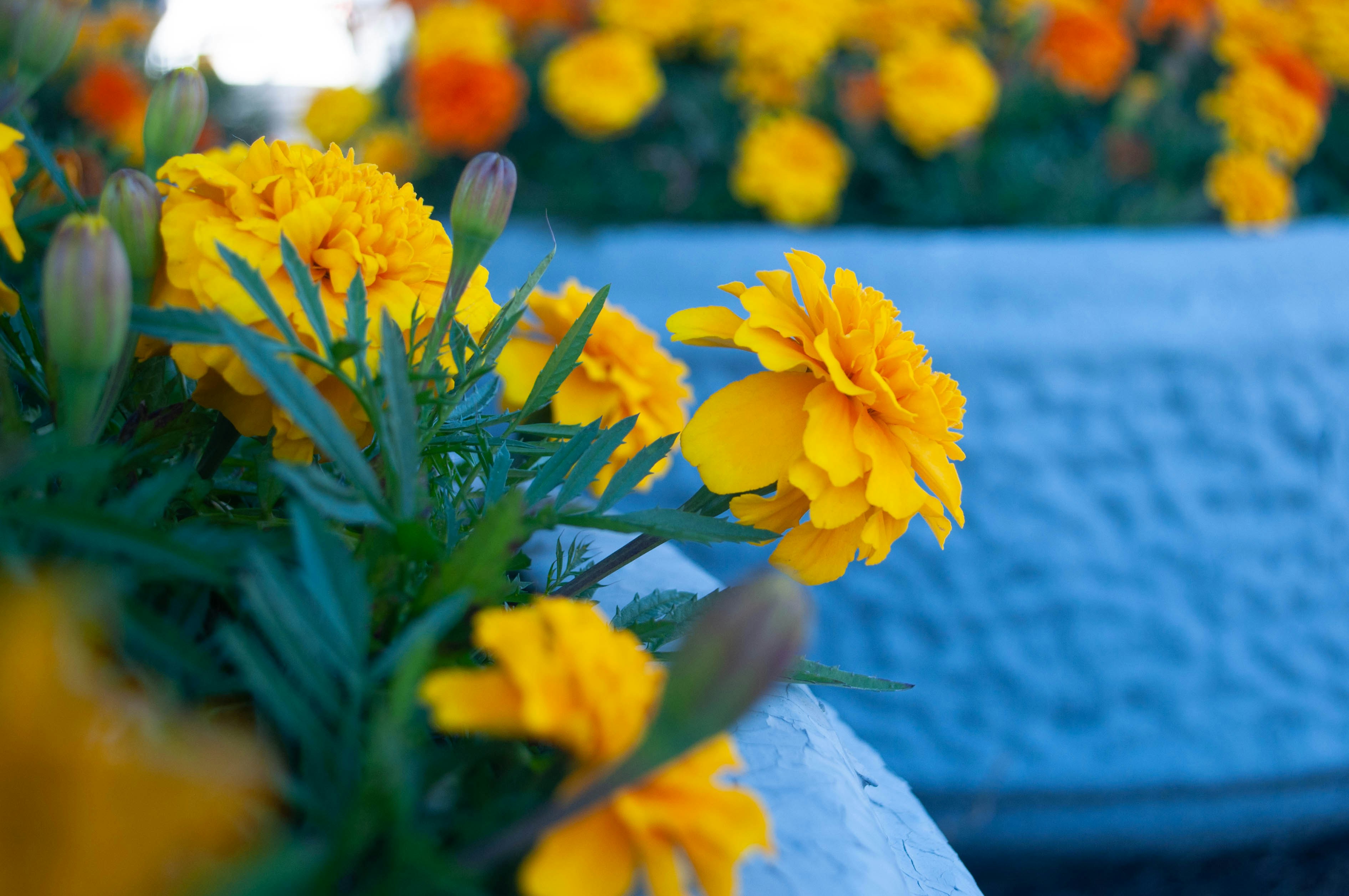 Sunlit Marigold Row at the Edge of a Blue Pool