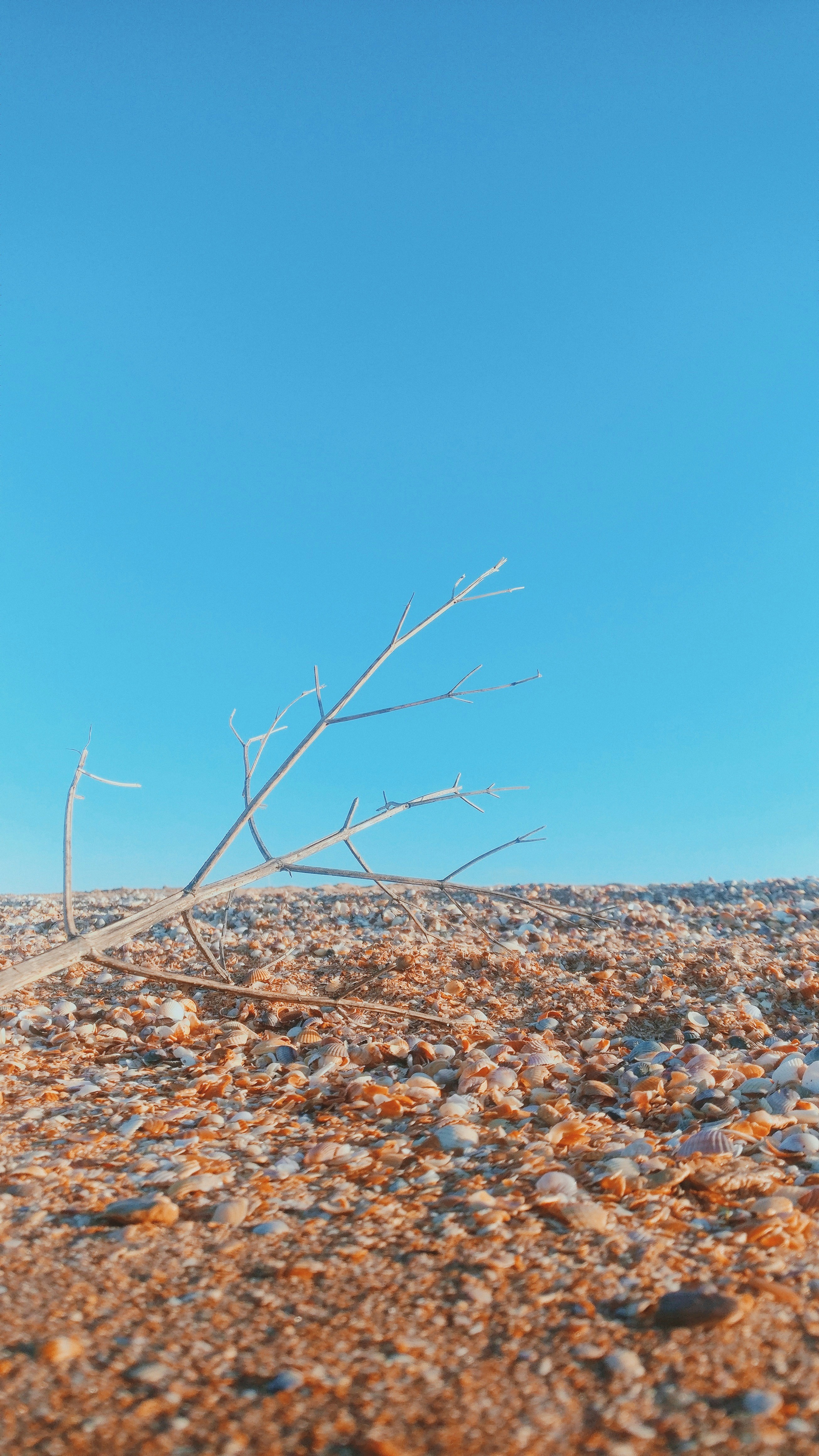 Driftwood rests on a pebbled beach under a vivid blue sky, with the barren branch reaching across the frame; a minimalist landscape emphasizing texture and color. ( Photograph )