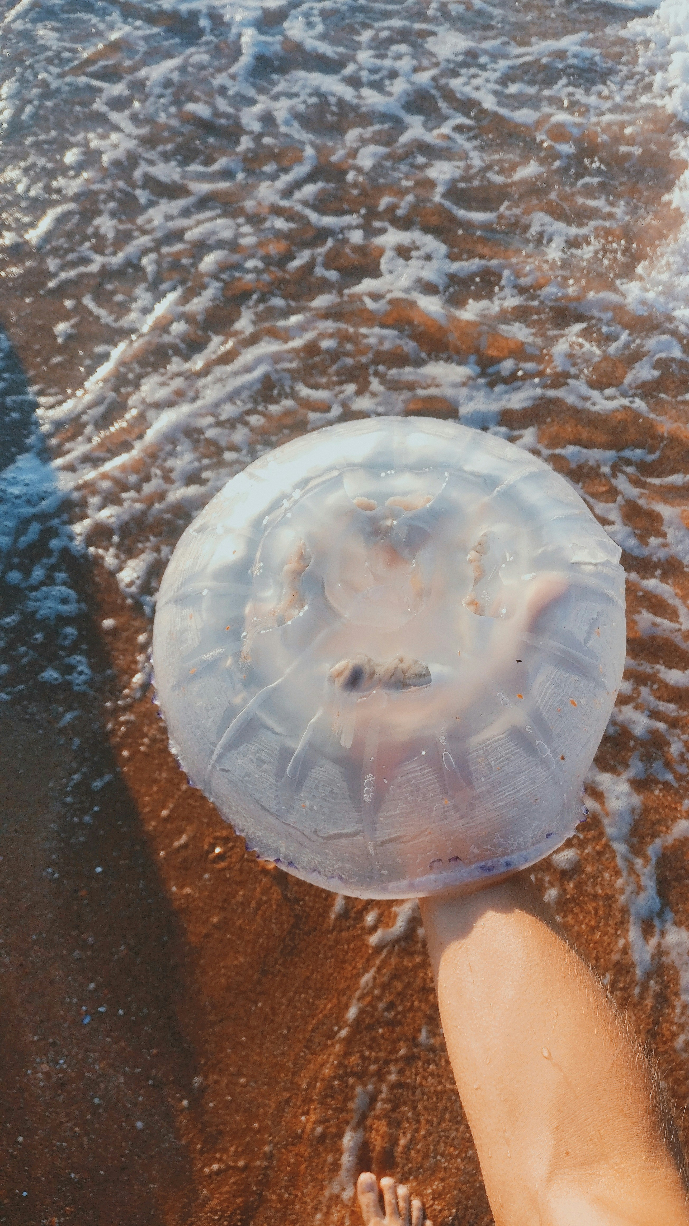 Clear jellyfish-like disc on wet sand with foot visible in warm light at the shoreline.