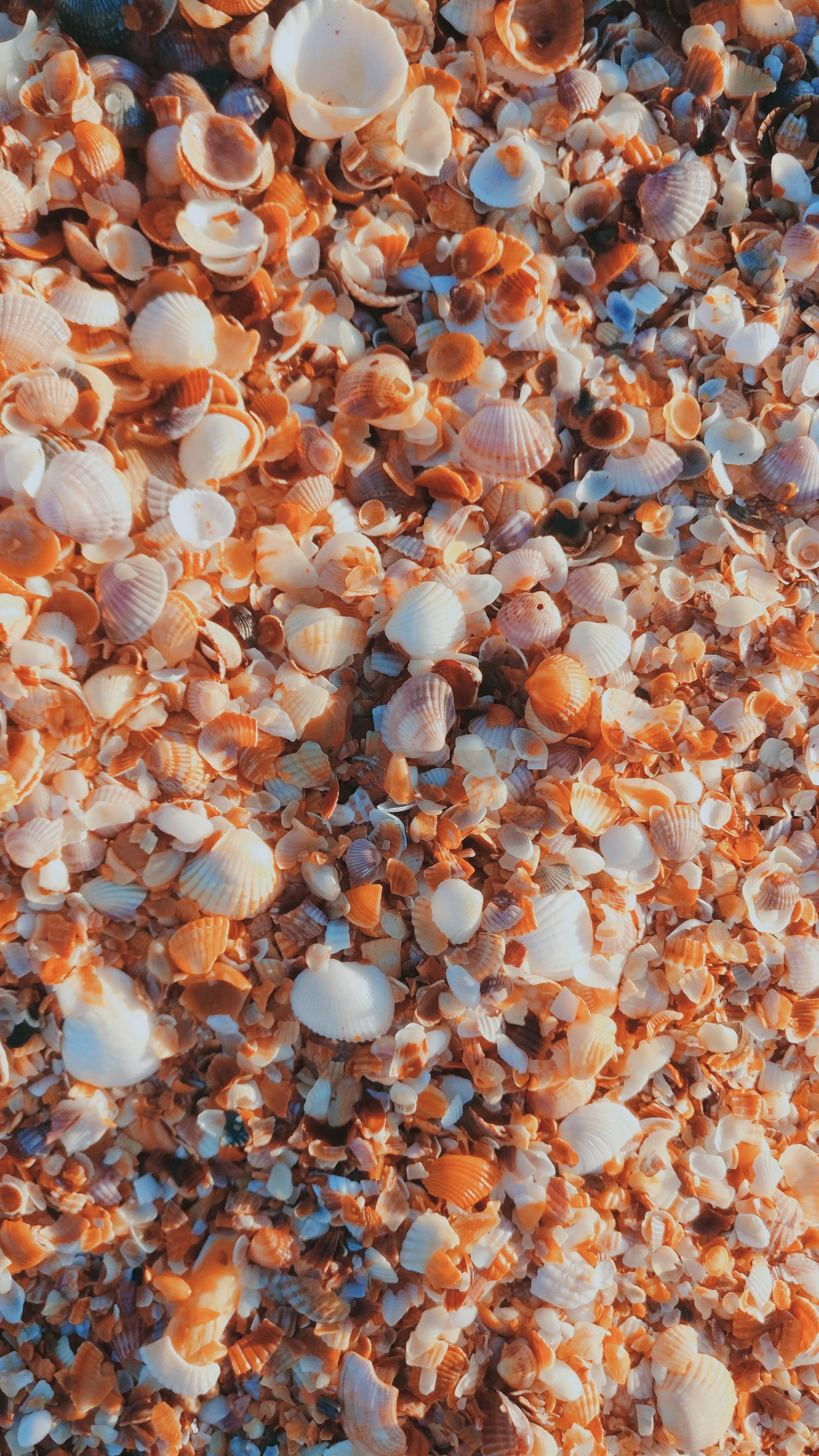 Border of Orange-White Seashells: A Sunlit Tide of Tiny Curves