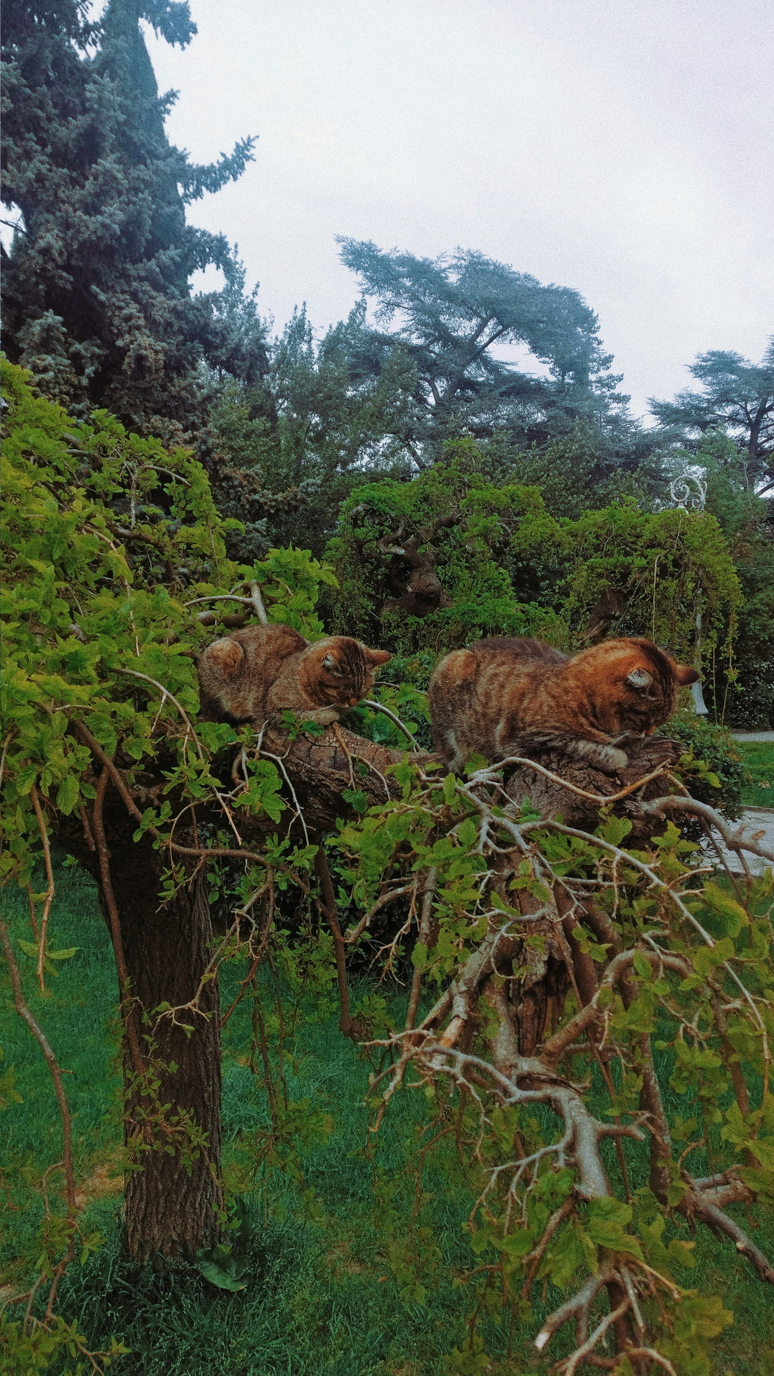 Cats at Rest on a Winding Branch