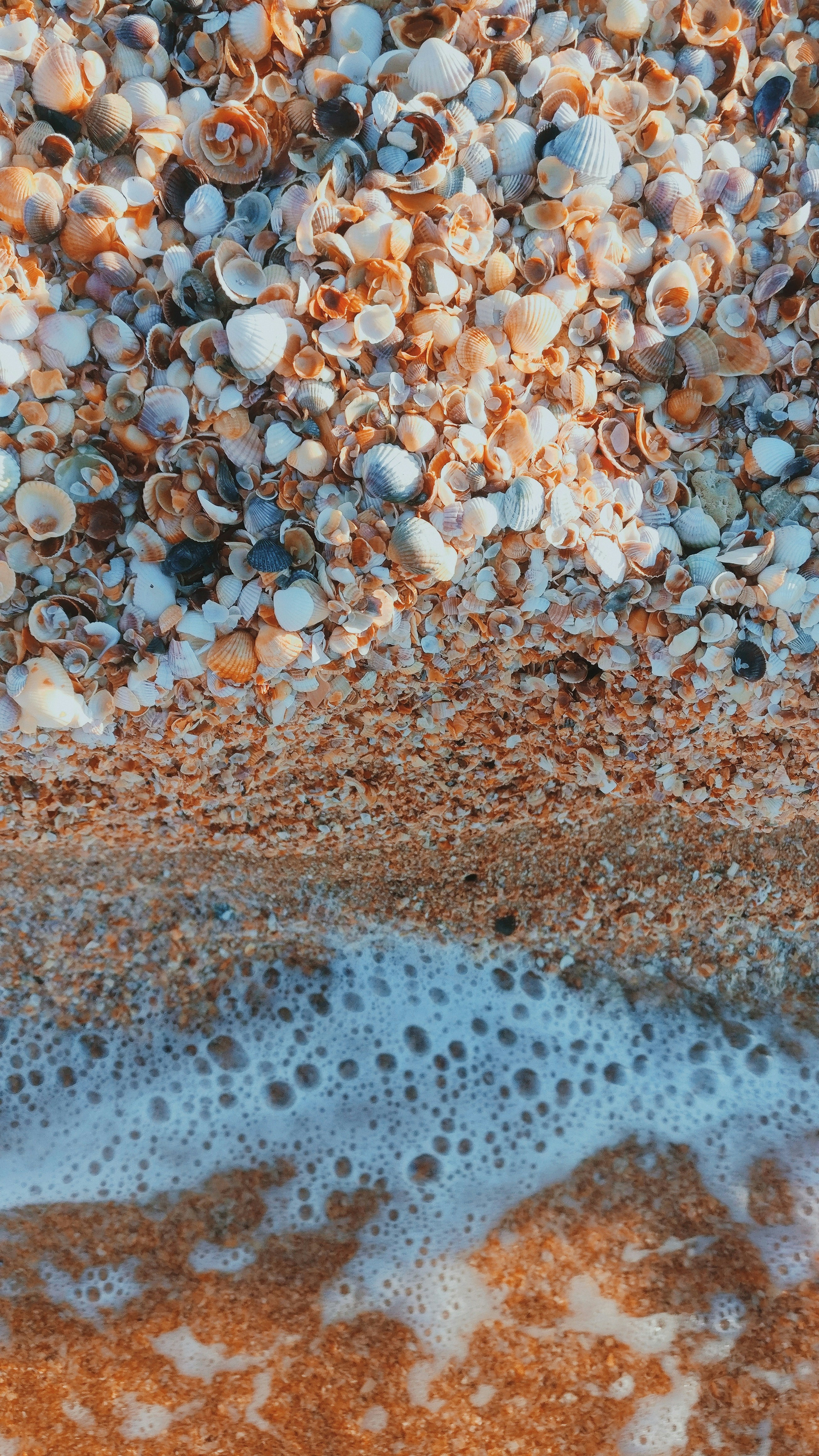Shell Mosaic at the Tide’s Edge