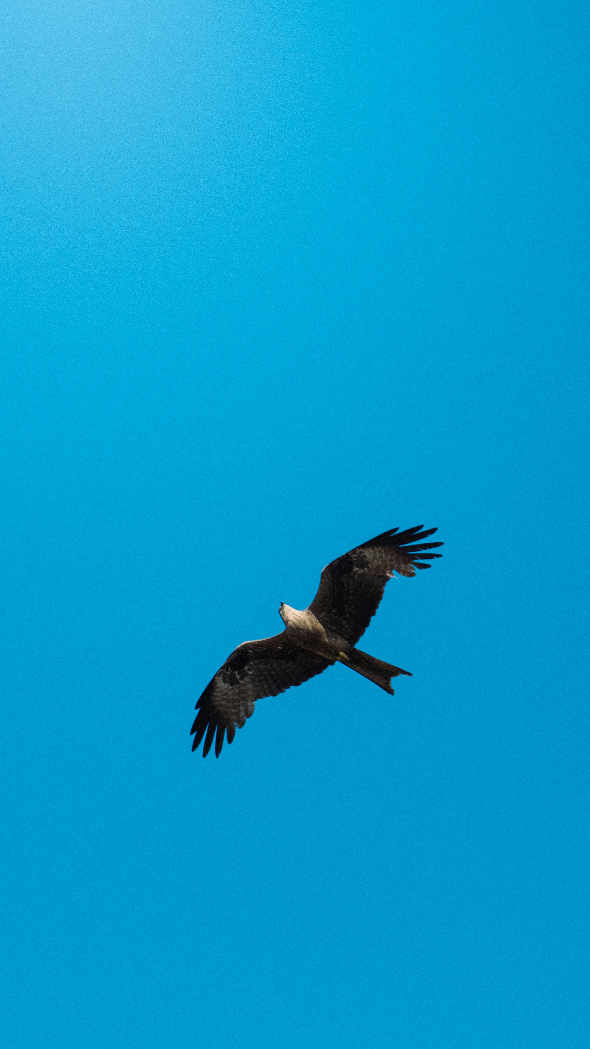 Soaring silhouette: a lone hawk glides under a flawless blue sky