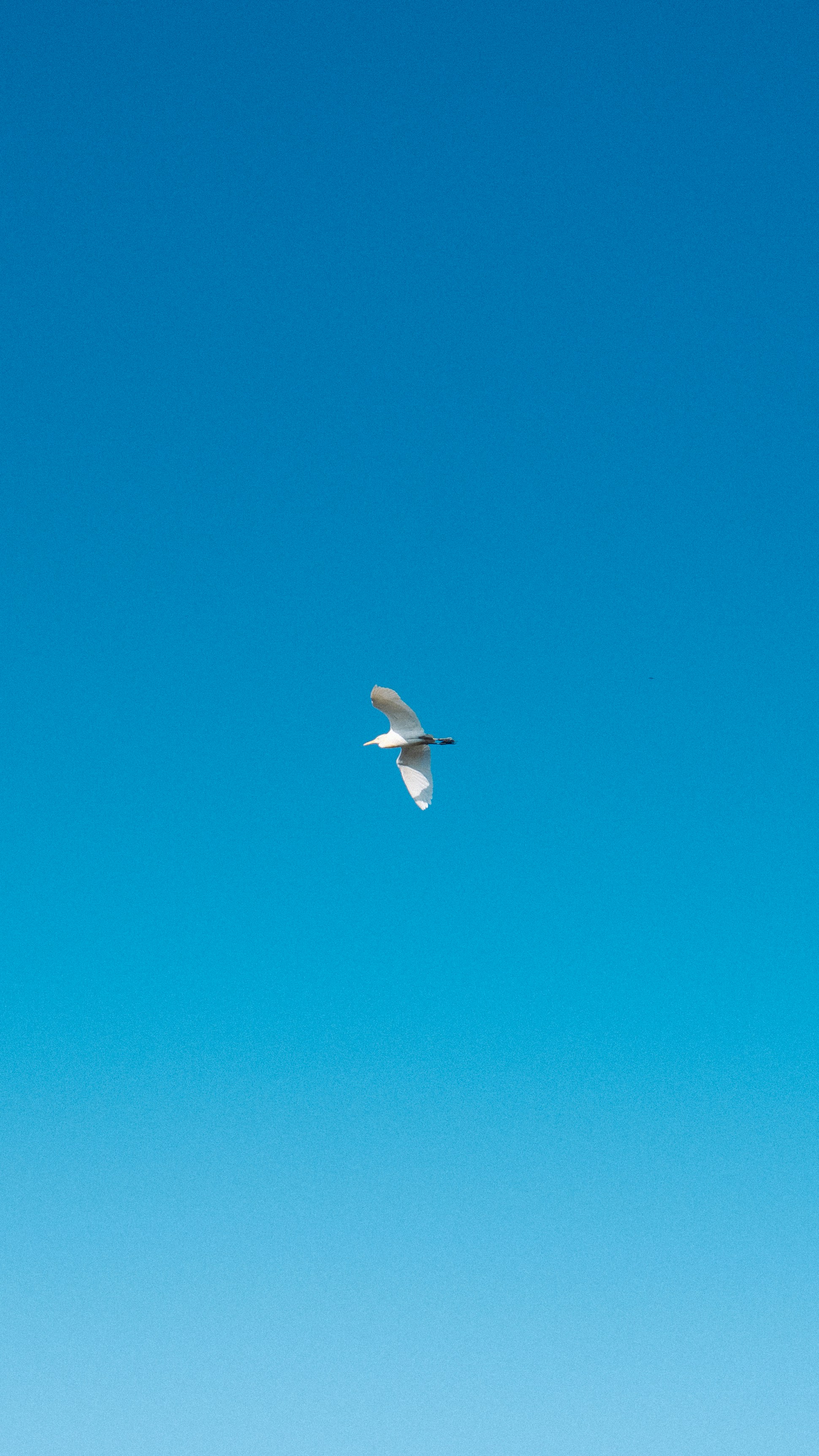 Lofted White Gull Against a Pristine Blue Expanse