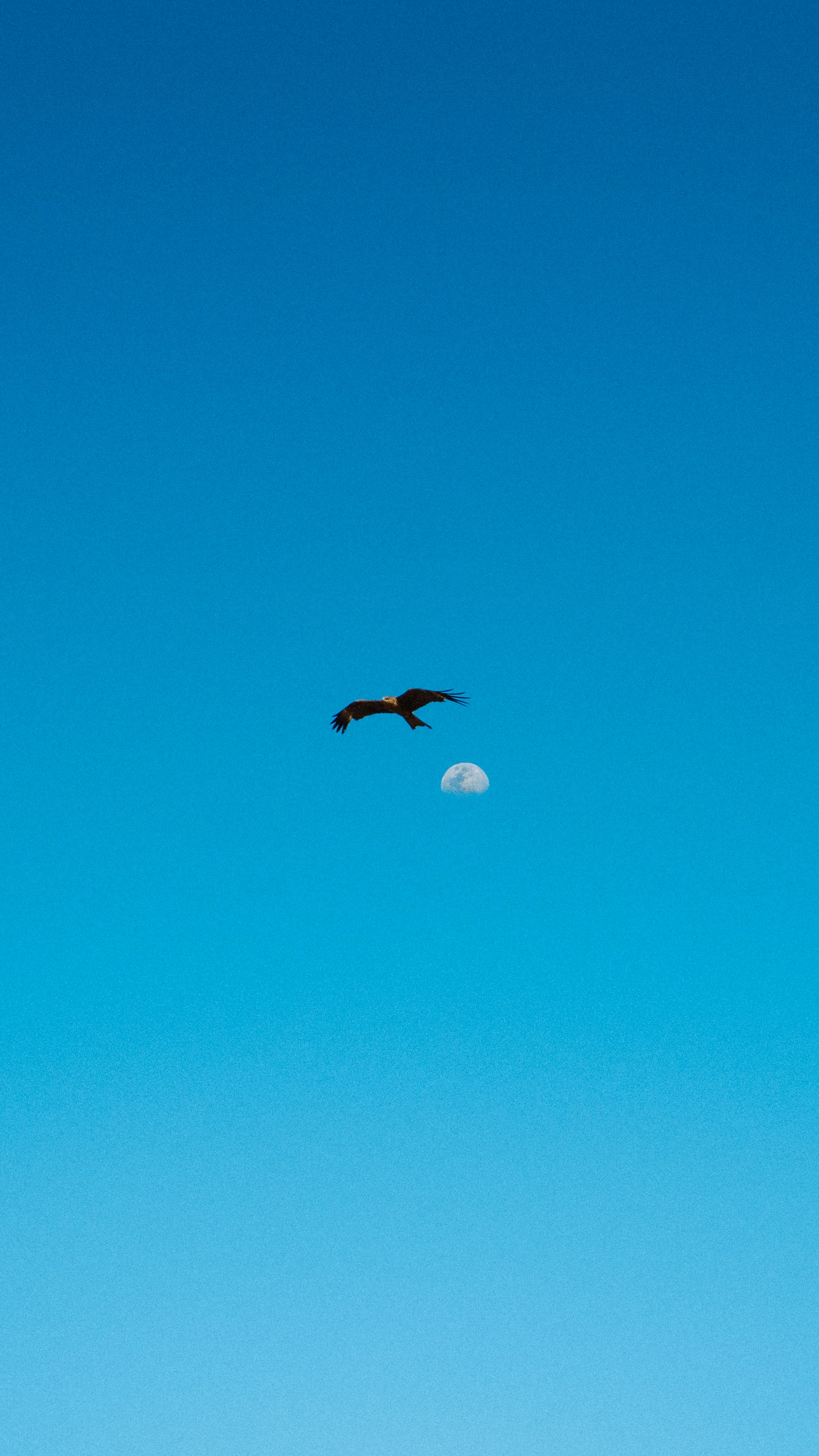 Winged silhouette over a pale moon in a cobalt sky