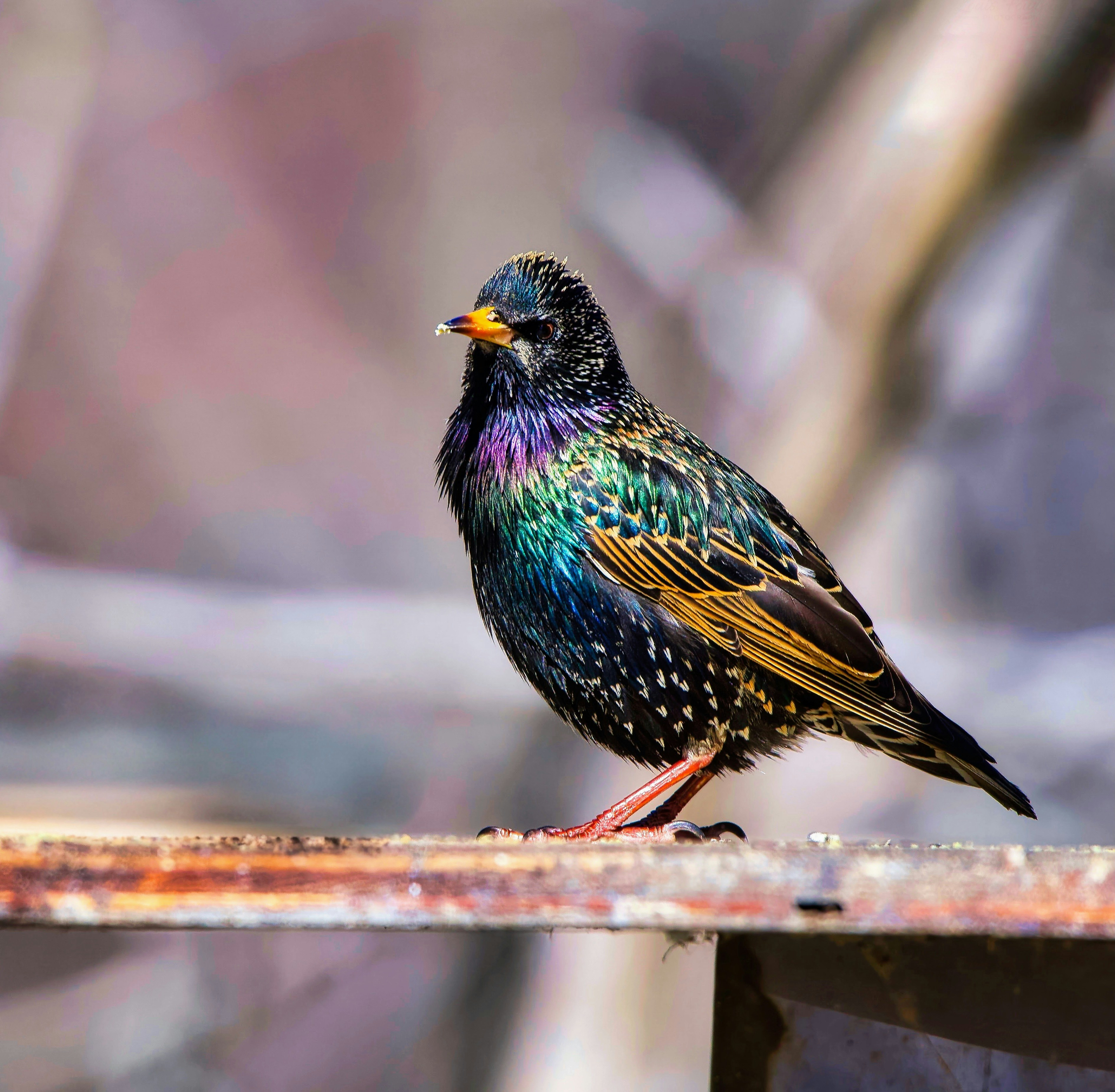 Iridescent Warbler on a Weathered Beam