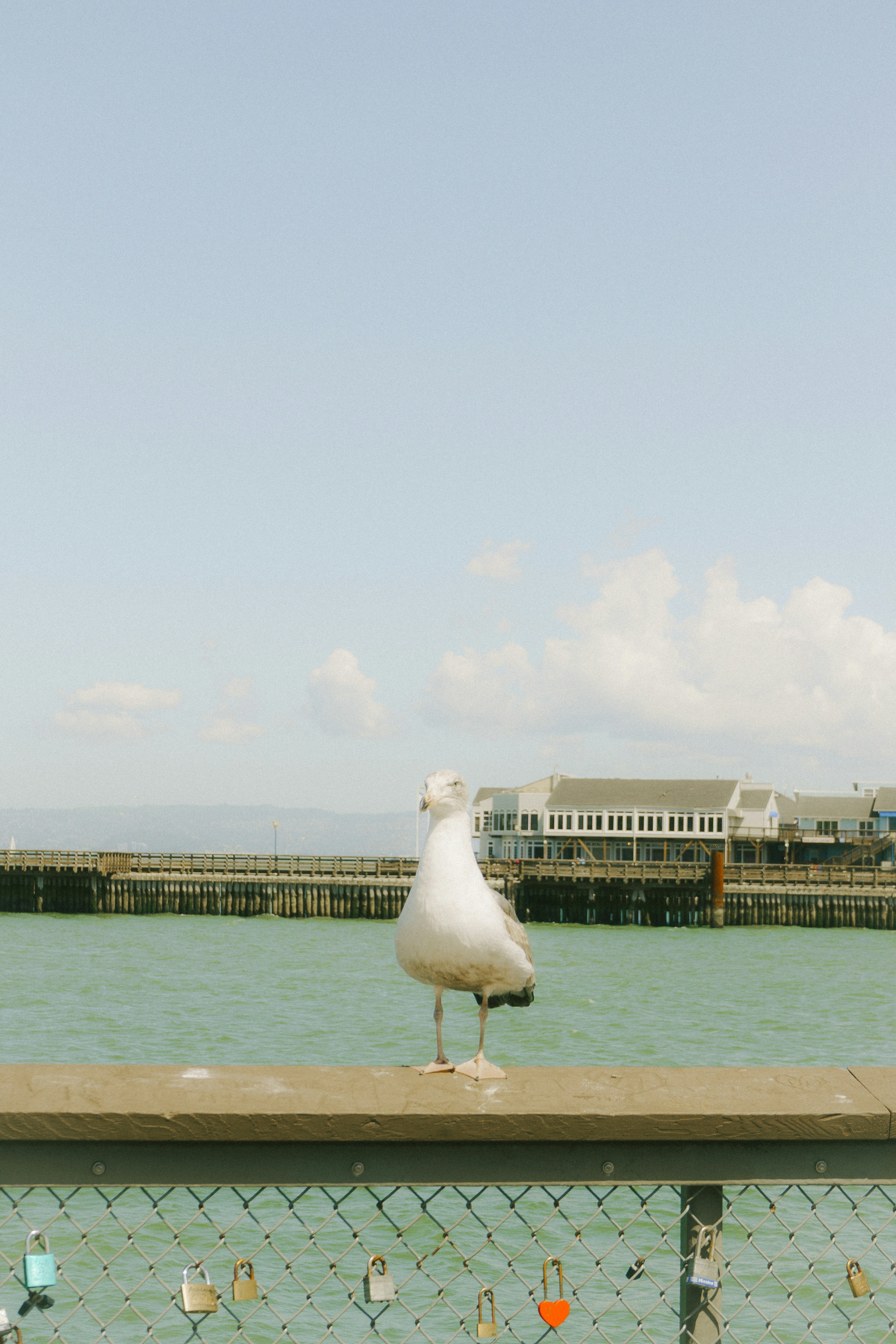 Seagull at the Pier: A Quiet Moment Over Turquoise Waters