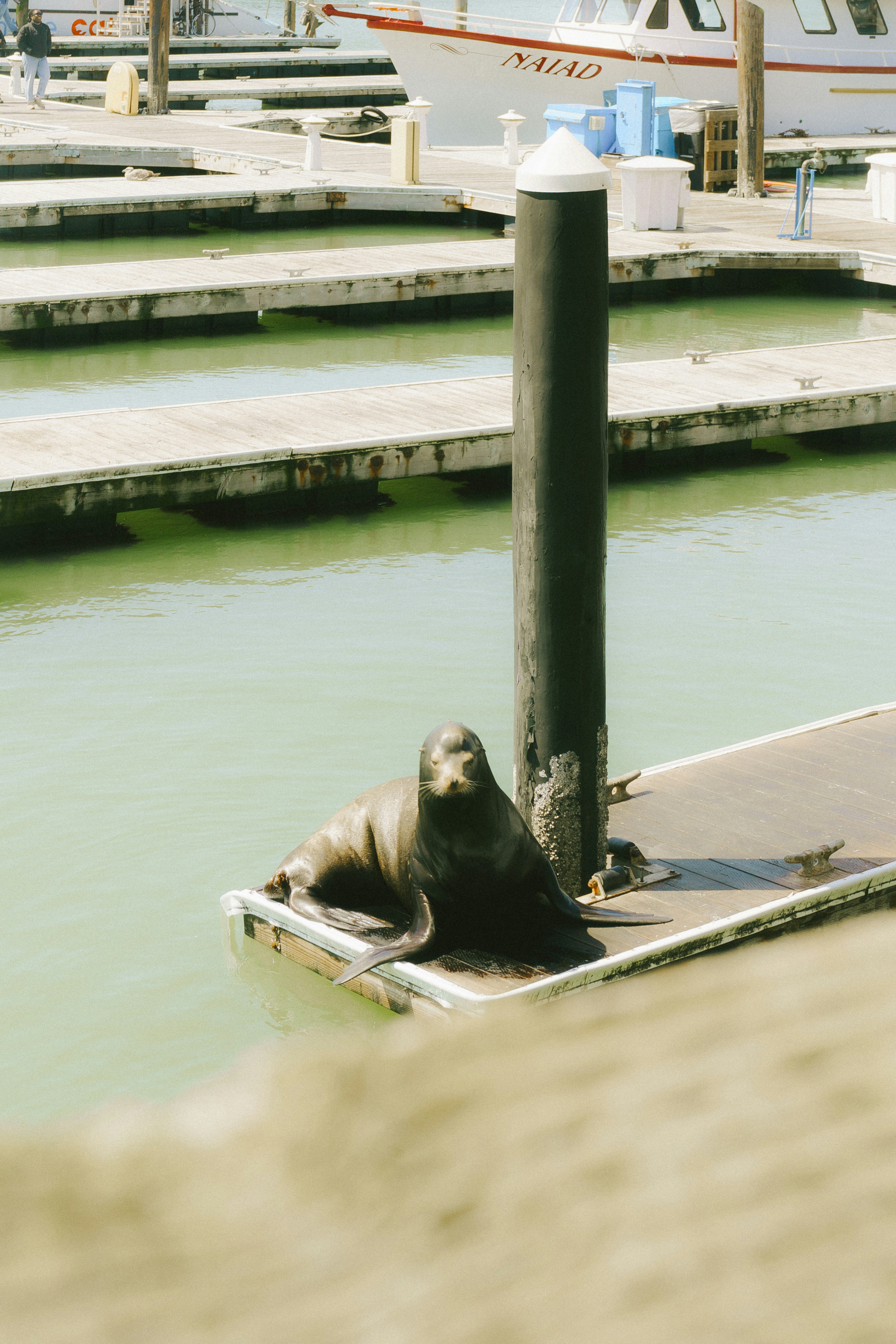 Sea Lion at the Dock: Quiet Moment by the Pier