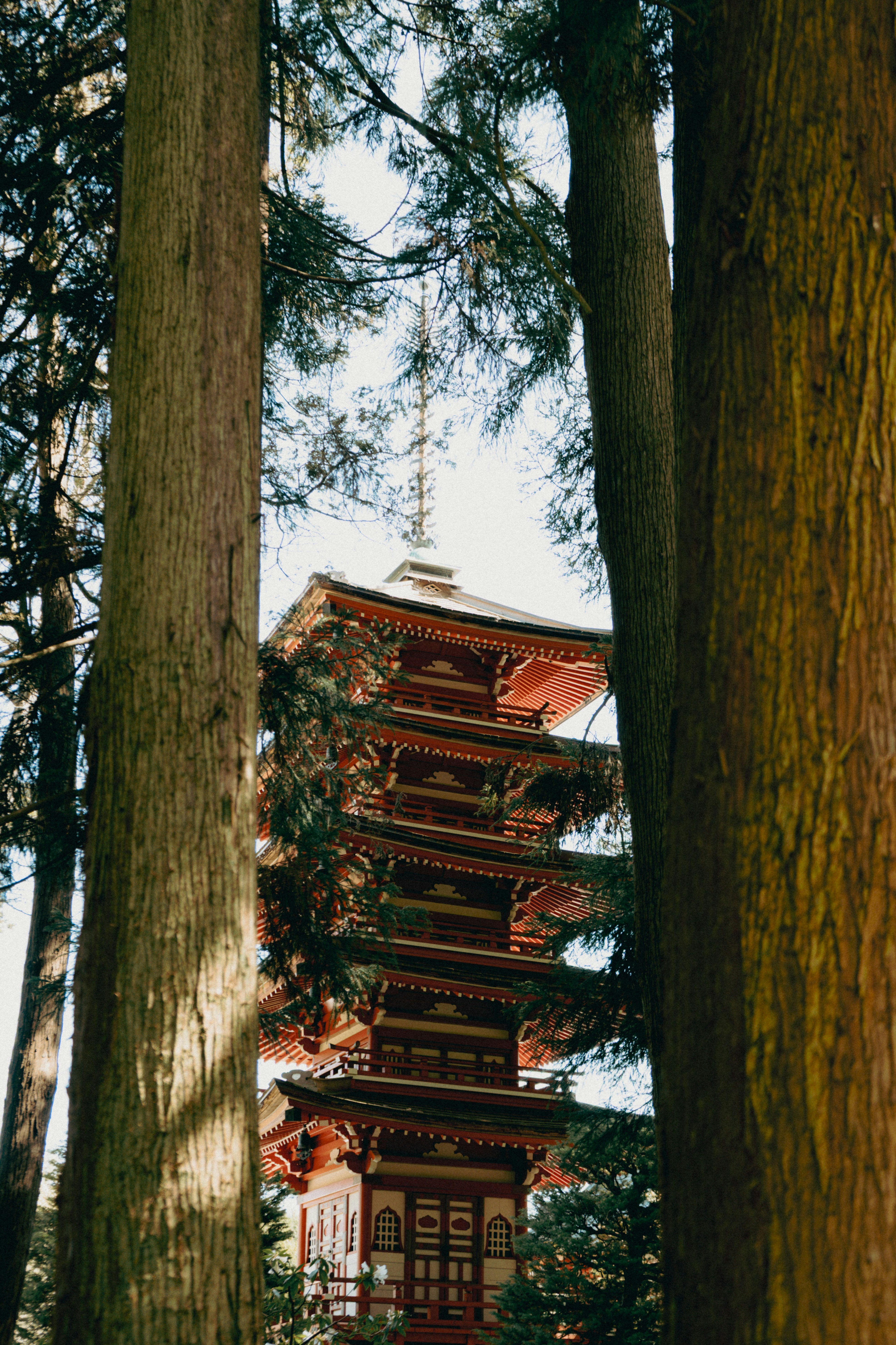 Pagoda Whispered Between Trunks