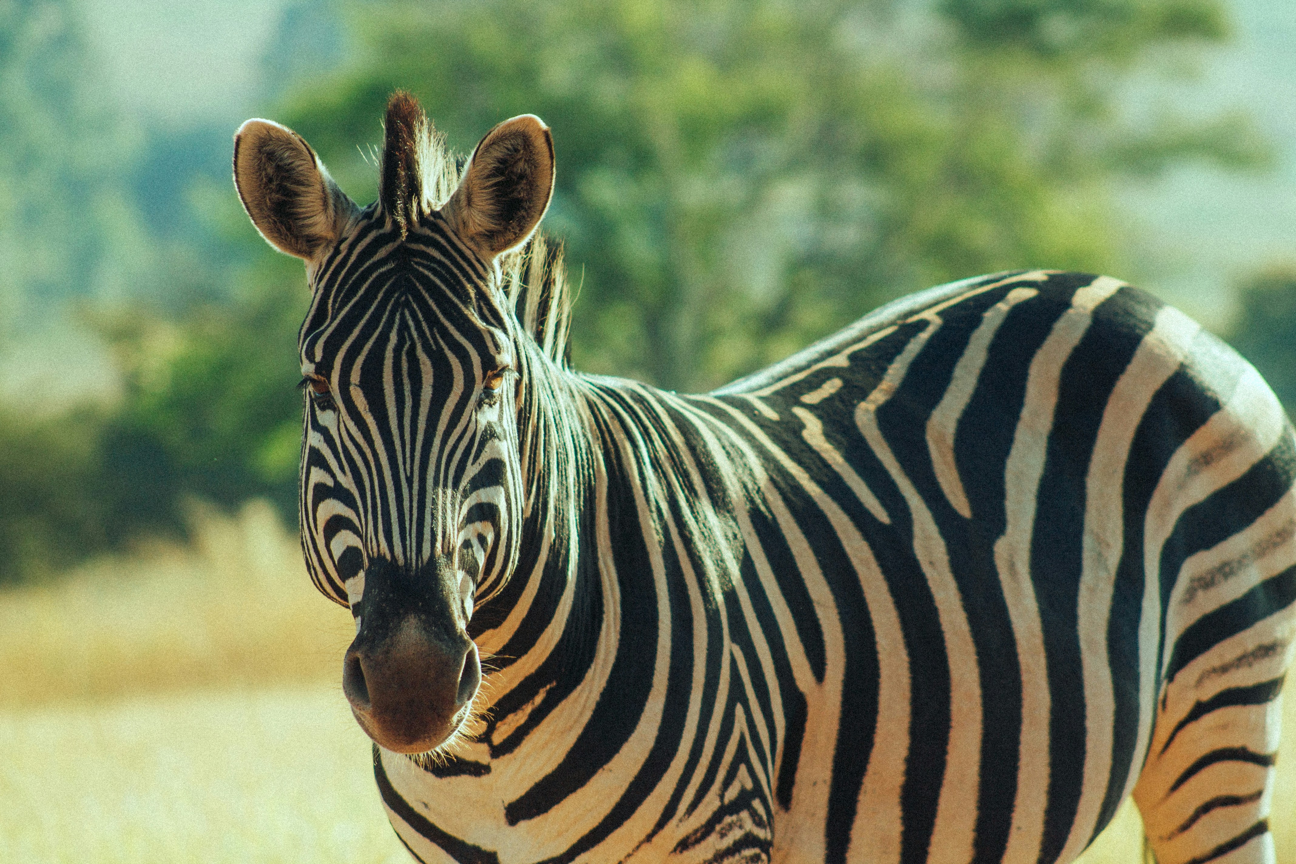 Zebra Portrait at the Edge of Light