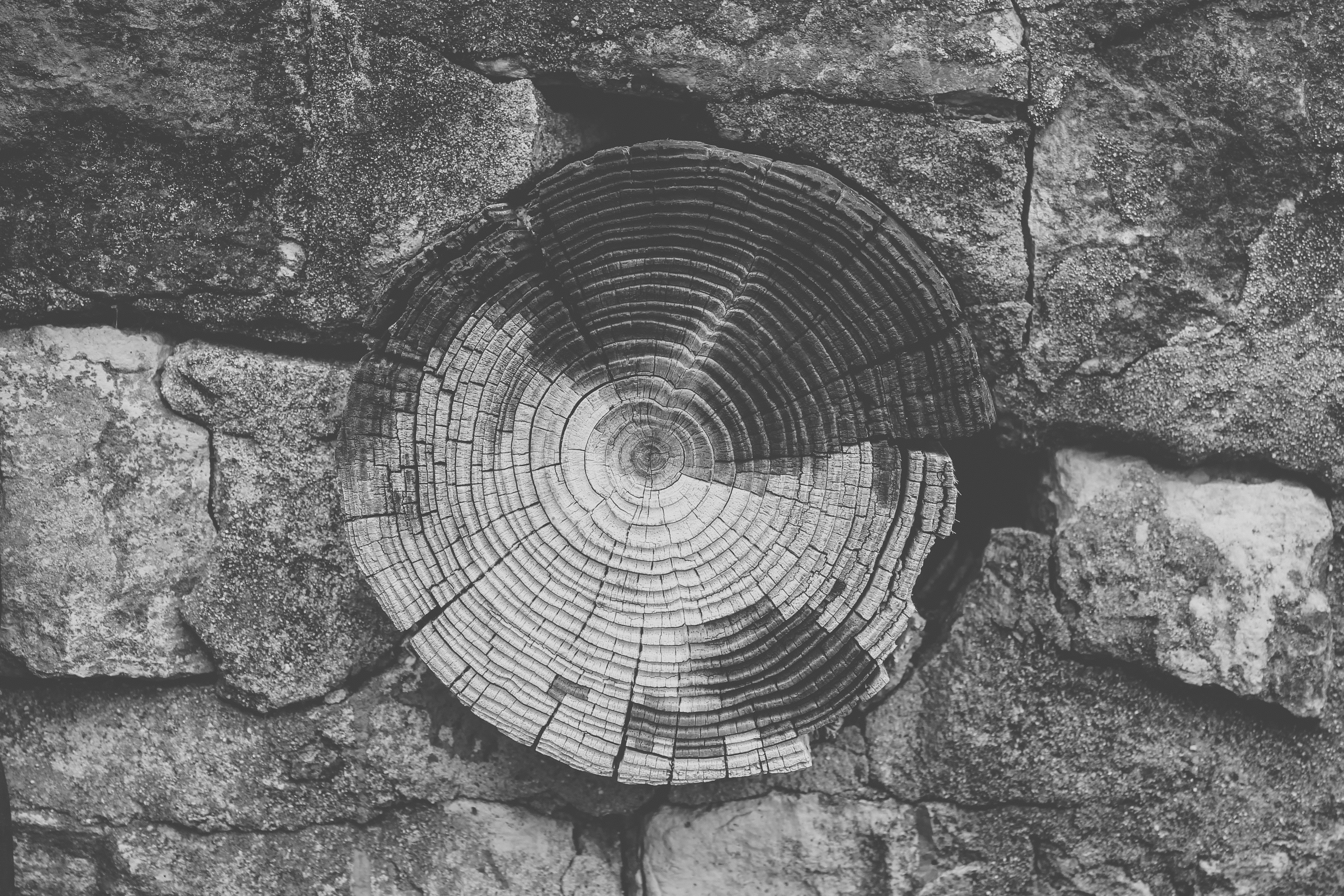 Seasoned Cut: A Tree Ring in a Masonry Wall