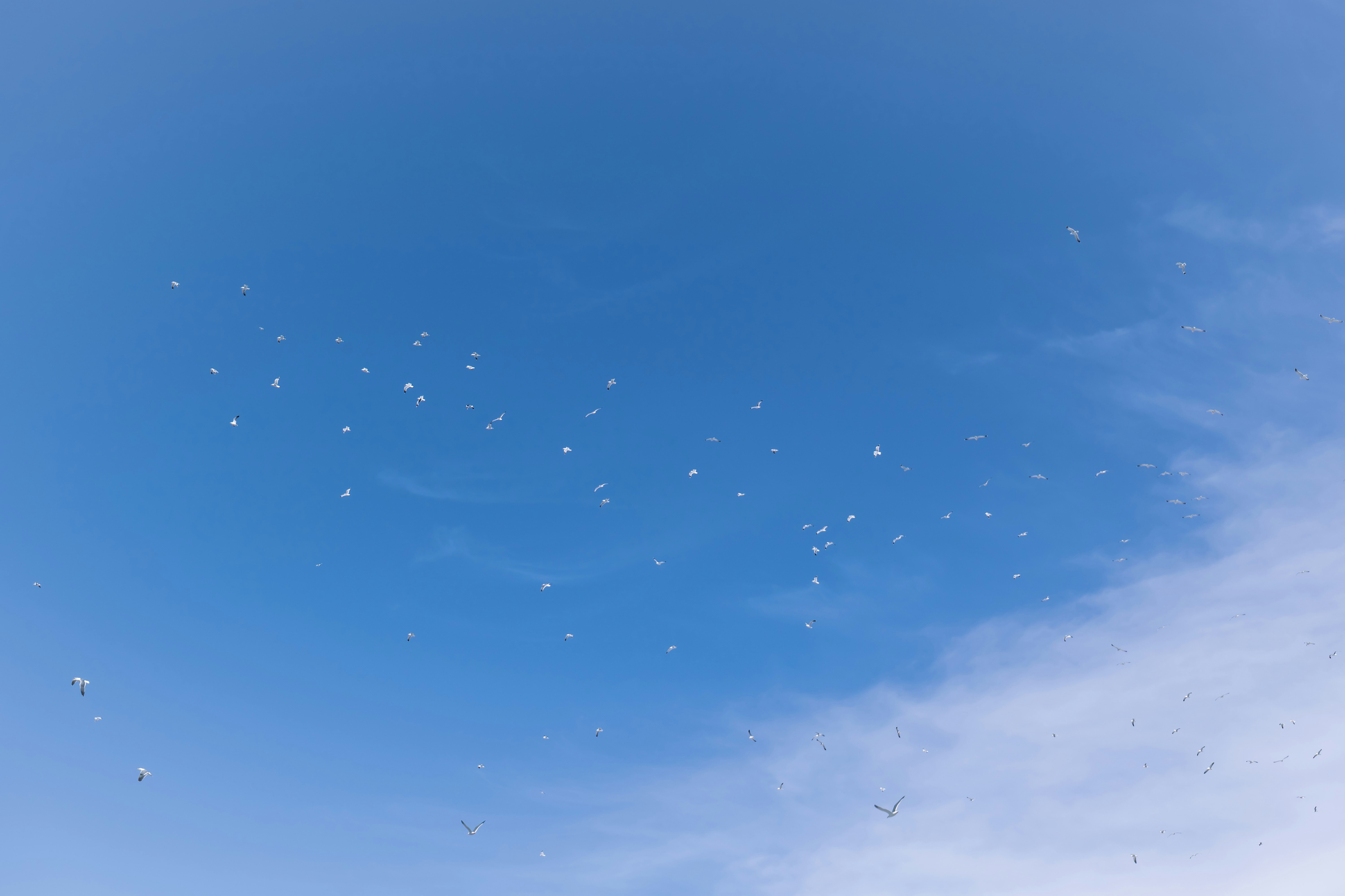 Vast Skyward Flock: A Moment of Birds Against a Clear Blue