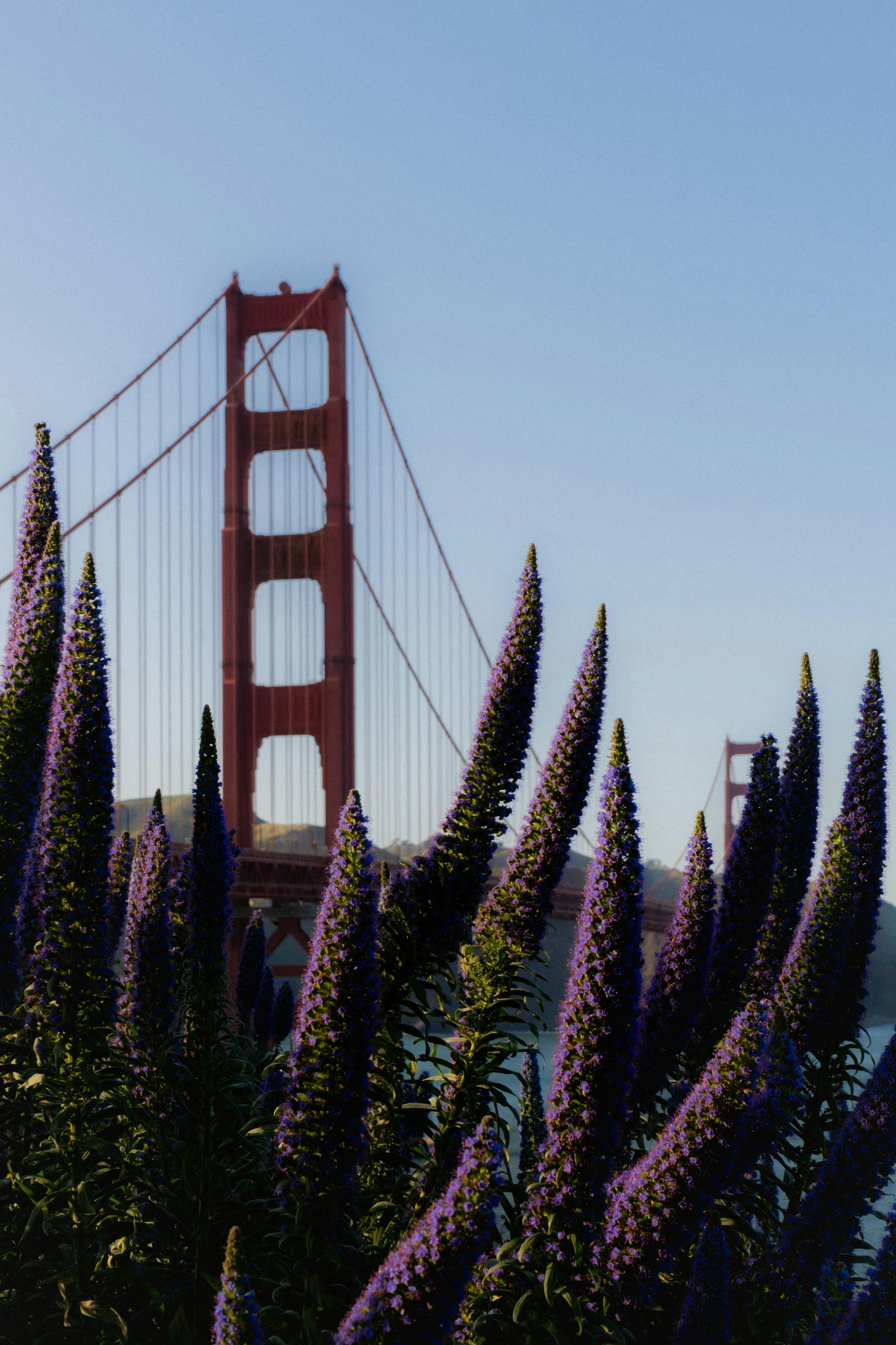 Golden Gate Violet Glade: Tower Amid Lavender Spires