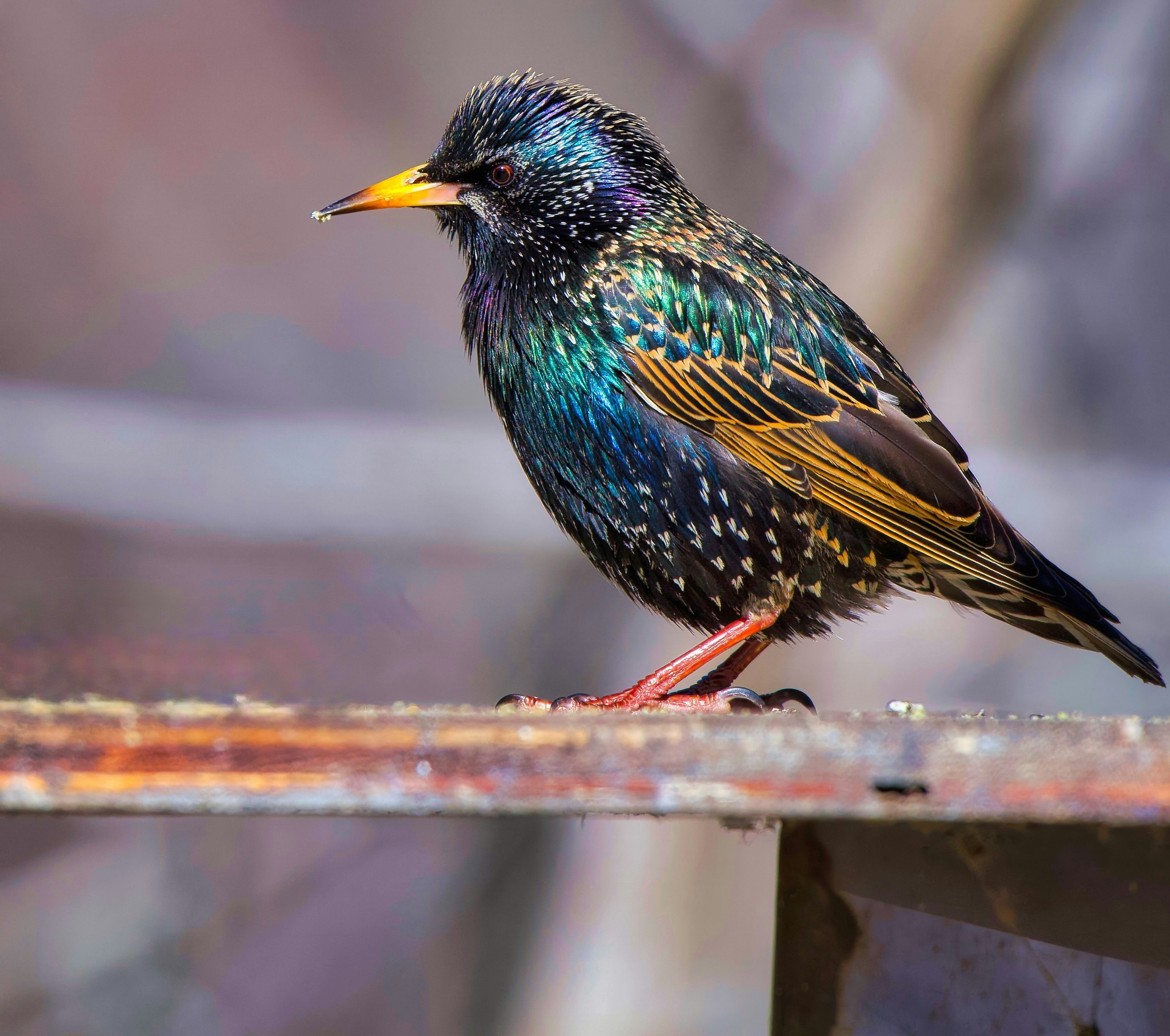 Iridescent Warble on a Rusted Rail