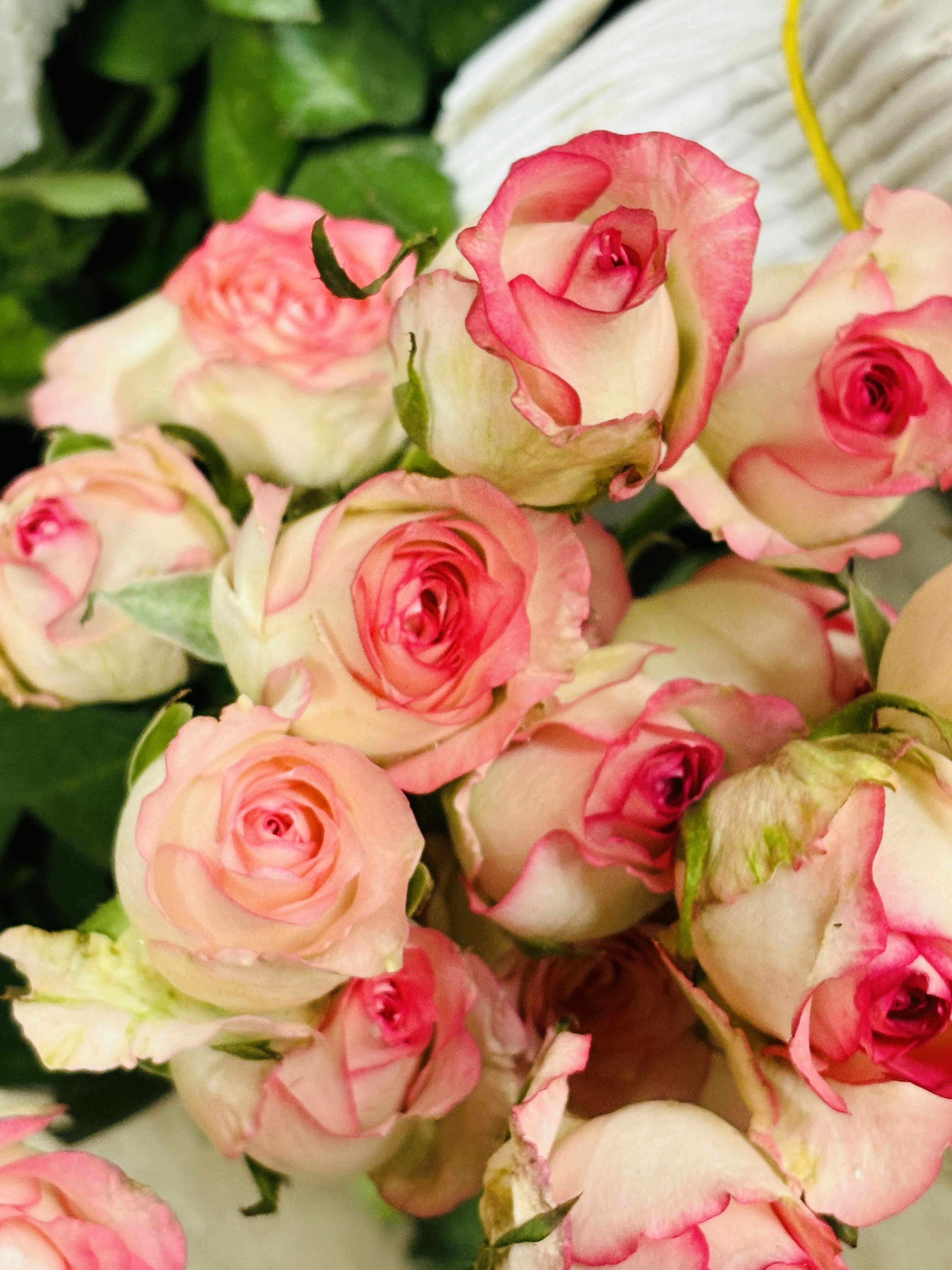 Rosy Bouquet in Soft Focus: A Close-Up of Pink-Edged Blooms