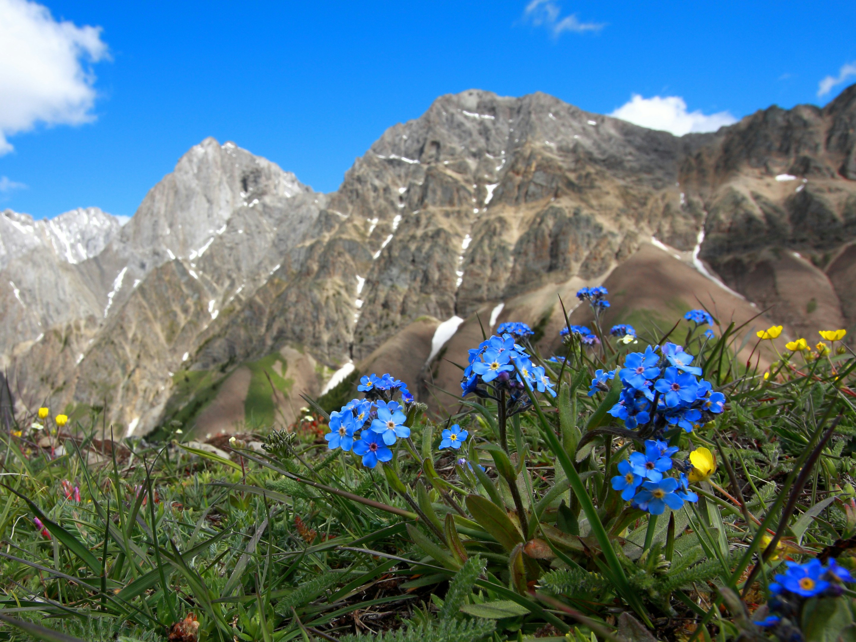 Blue Alpine Blooms Against Rugged Peaks