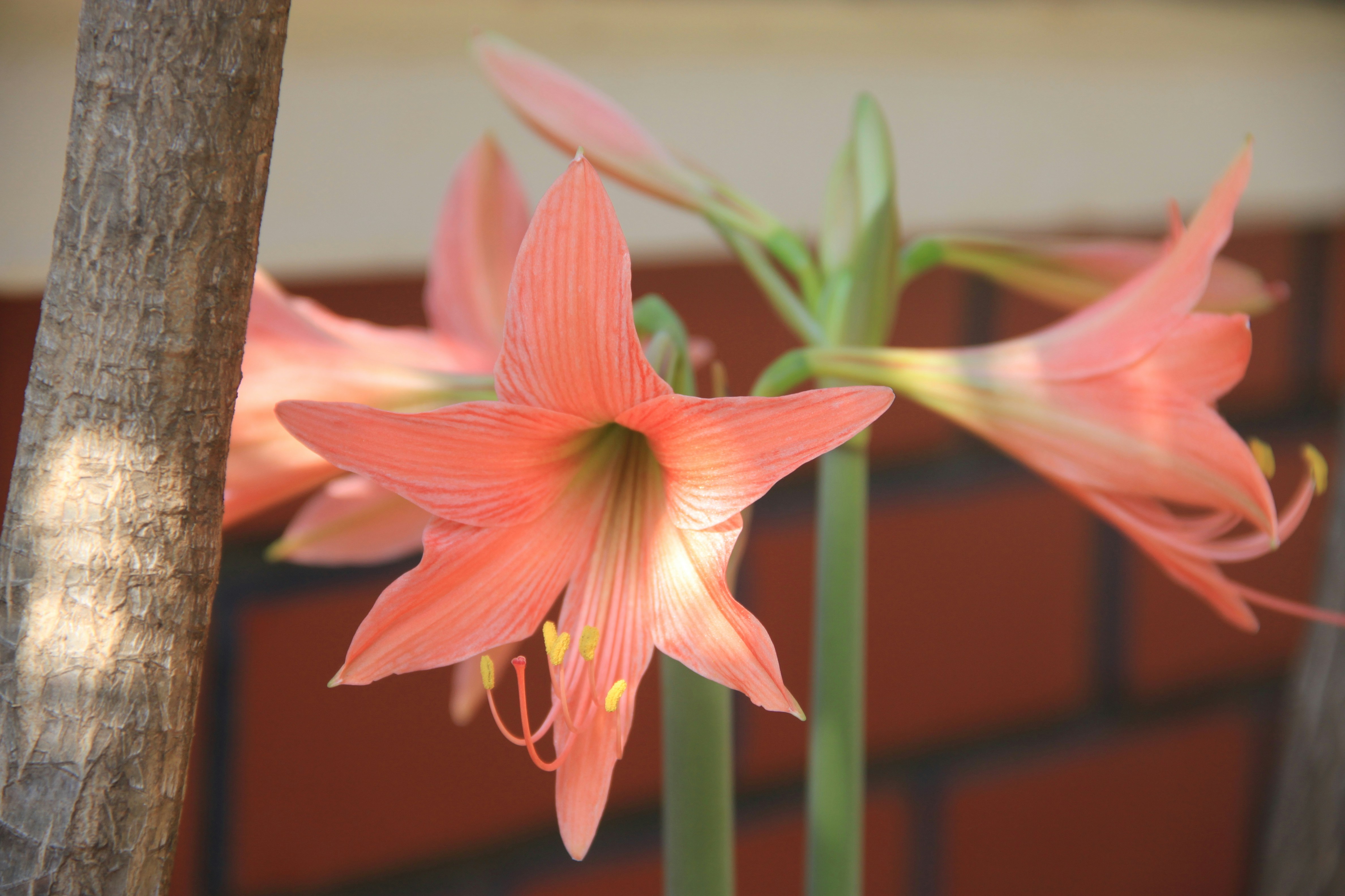 Soft Coral Lily Fragments Amid Fence and Bark