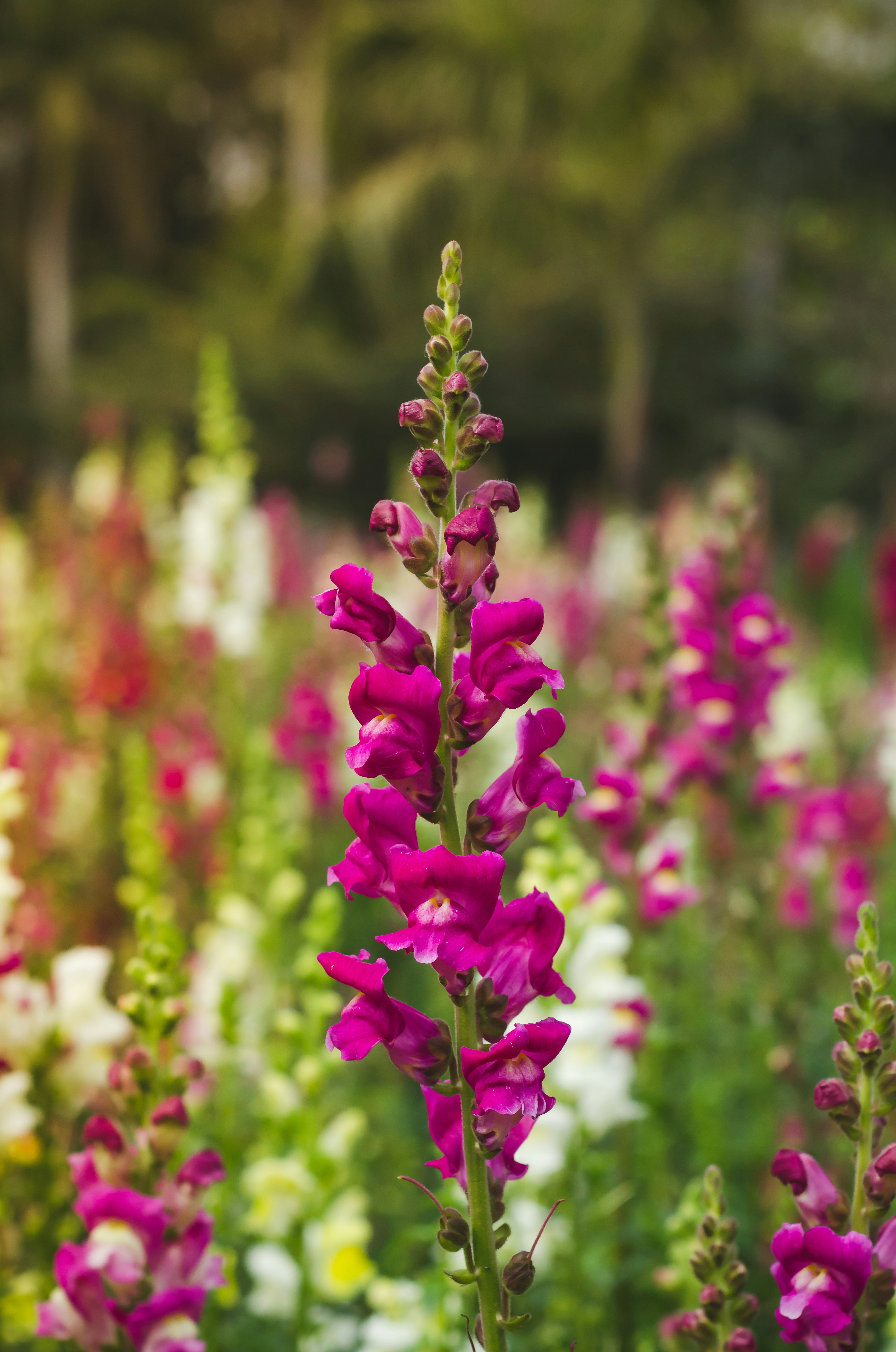 Scarlet Spire: A Tall Bloom Reaches for the Sun