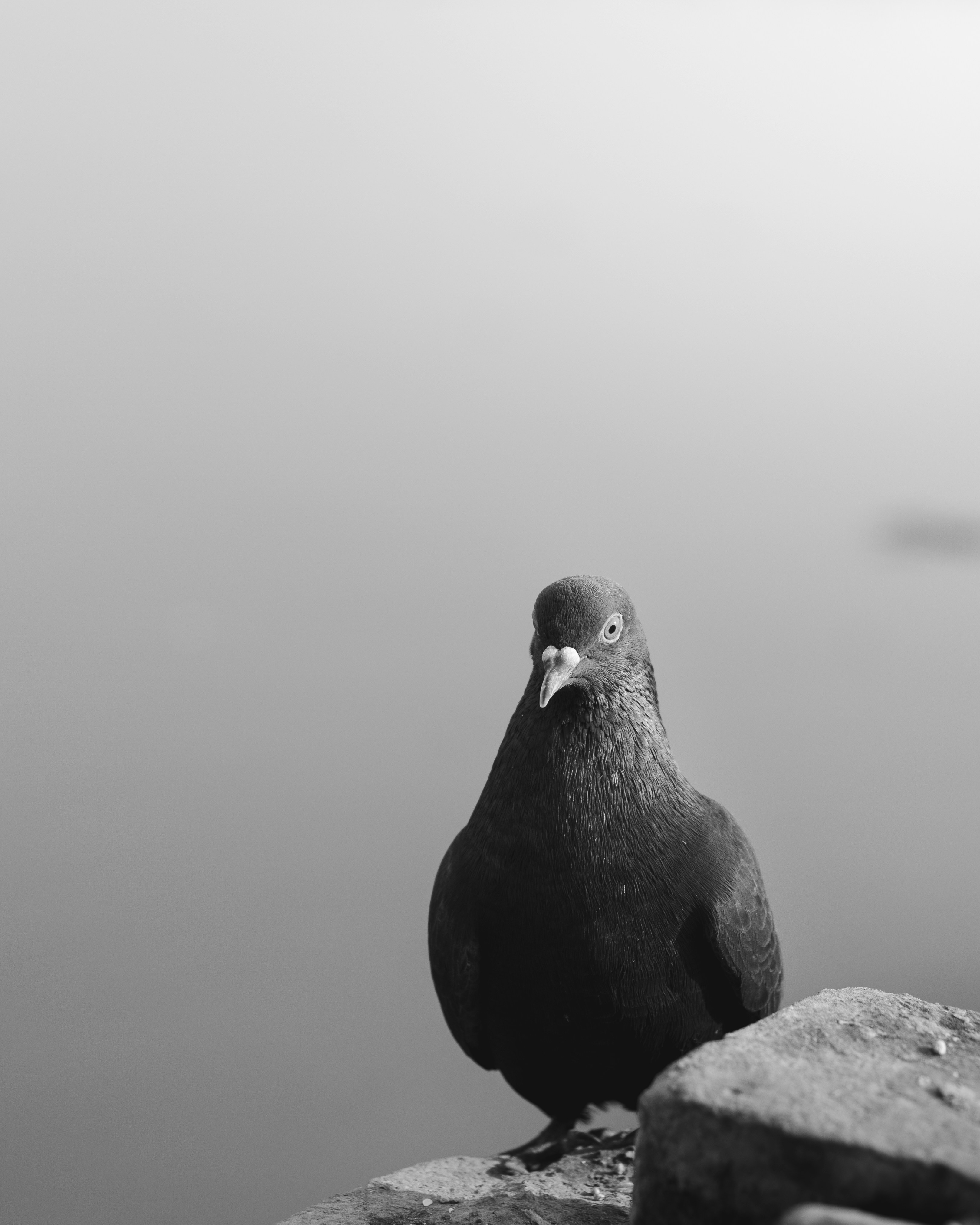 Solitary Pigeon at the Water’s Edge