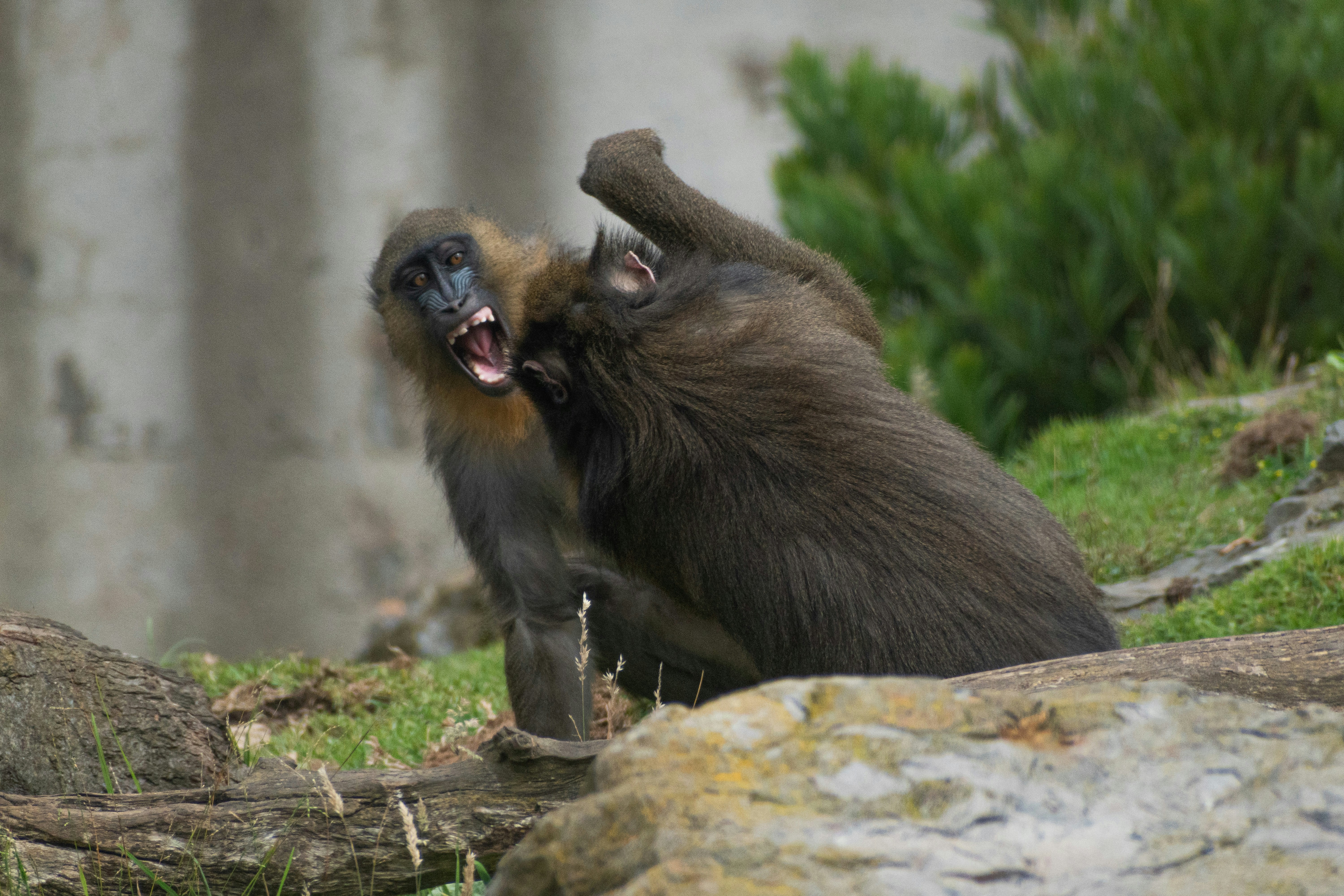 Bared teeth and a Thwarted Push: A Moment of Monkey Maelstrom