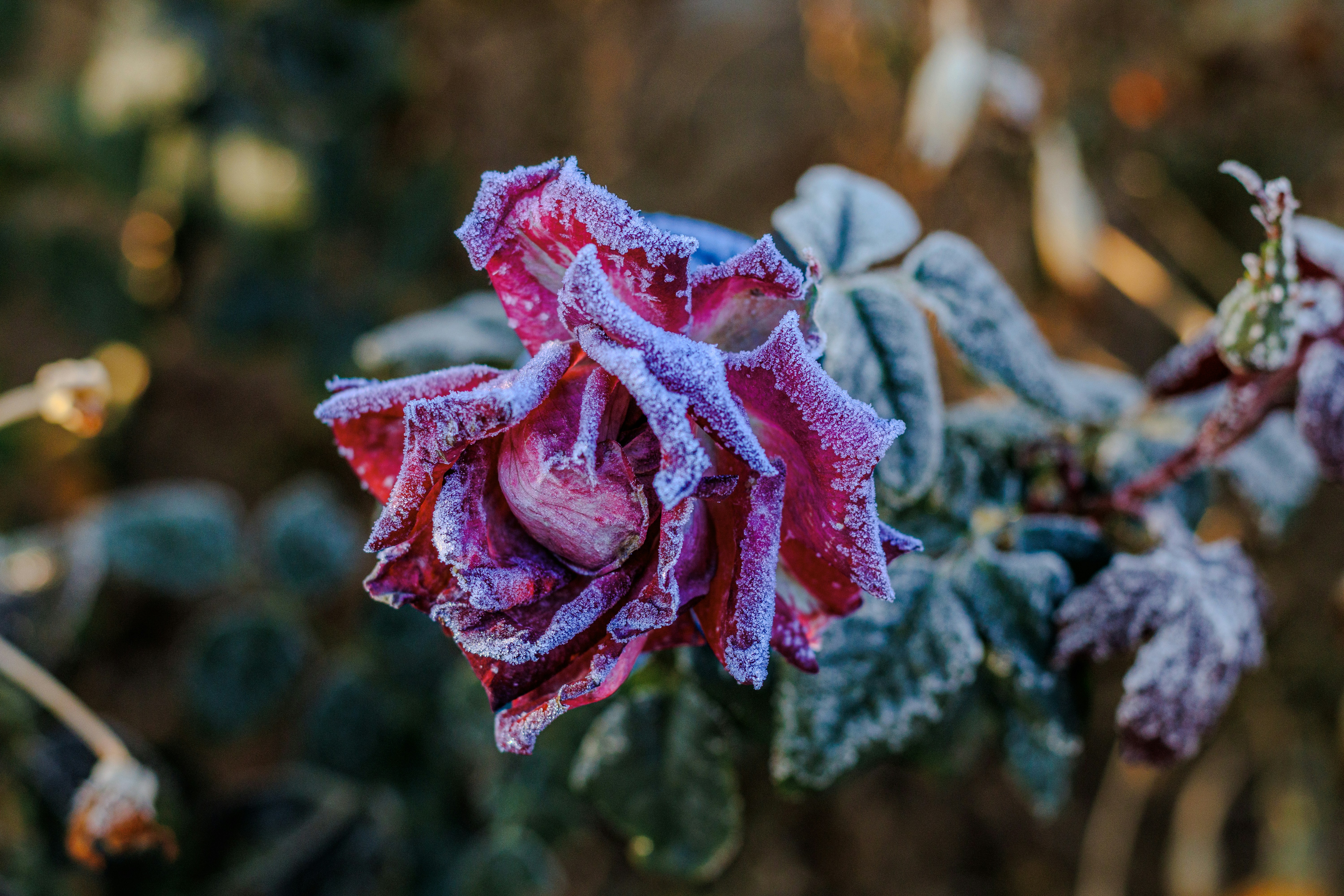Frosted Rose in Winter Light