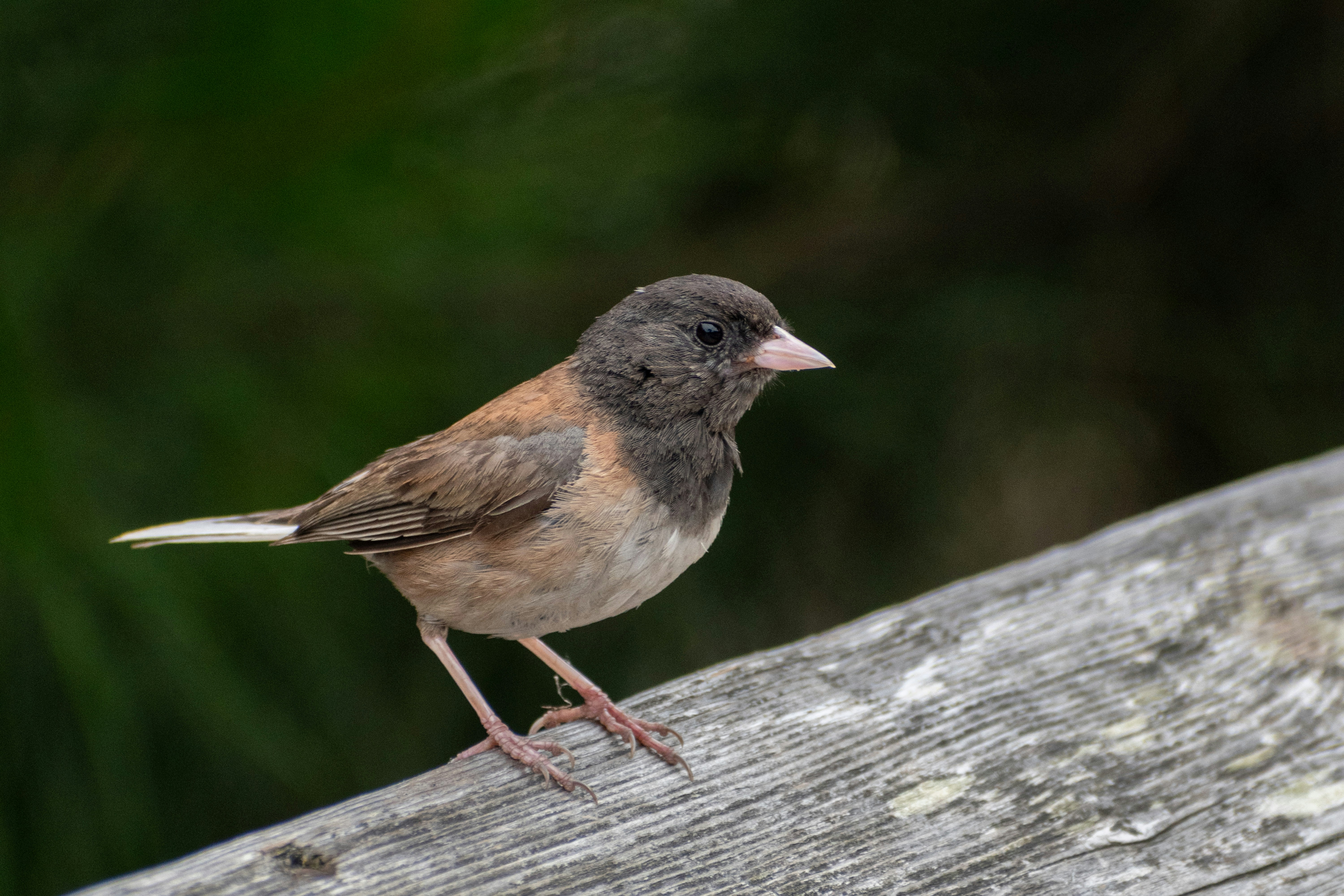 Rusty-hooded Sparrow on Weathered Log