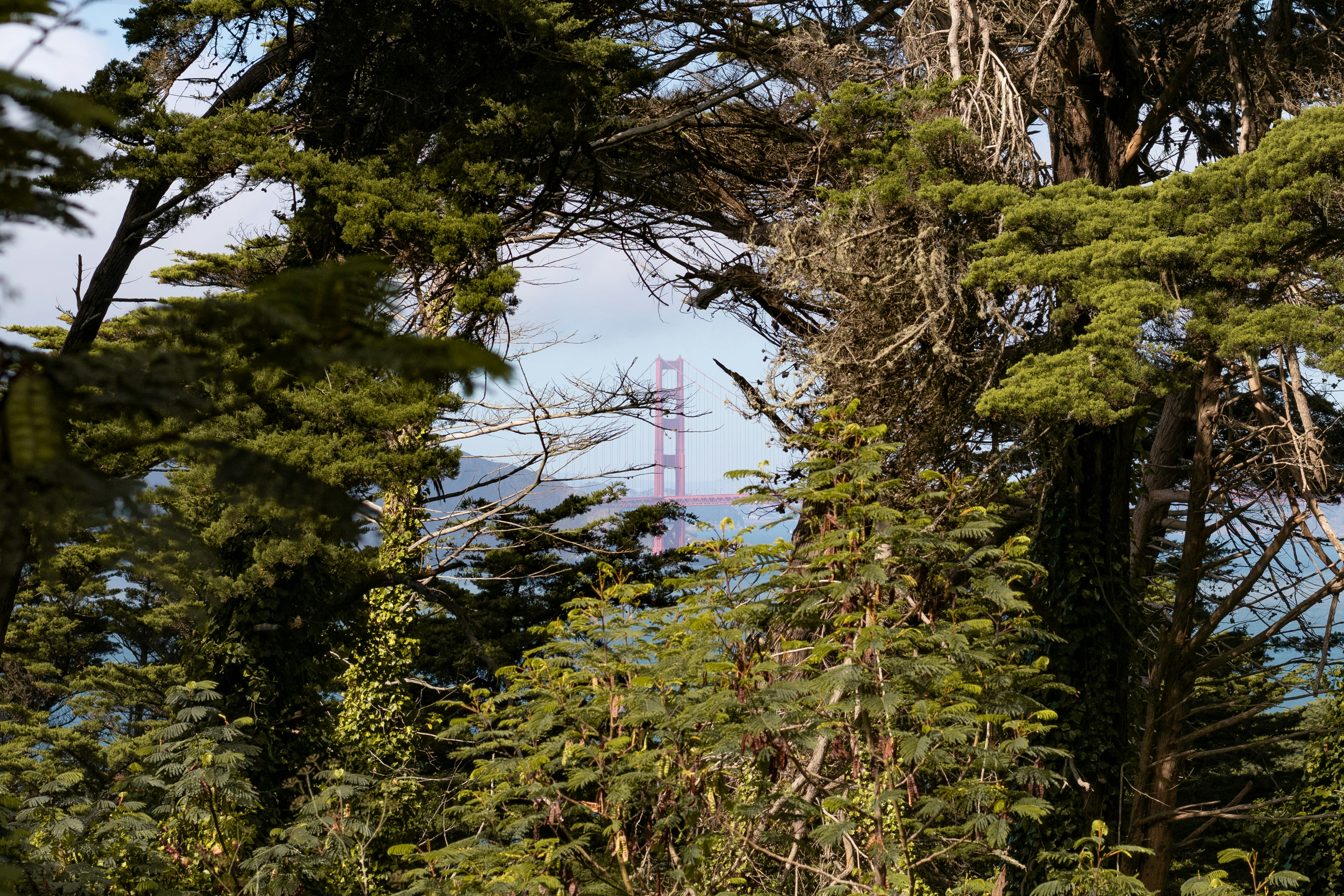 Partial glimpse of a red bridge peeking through coastal pines