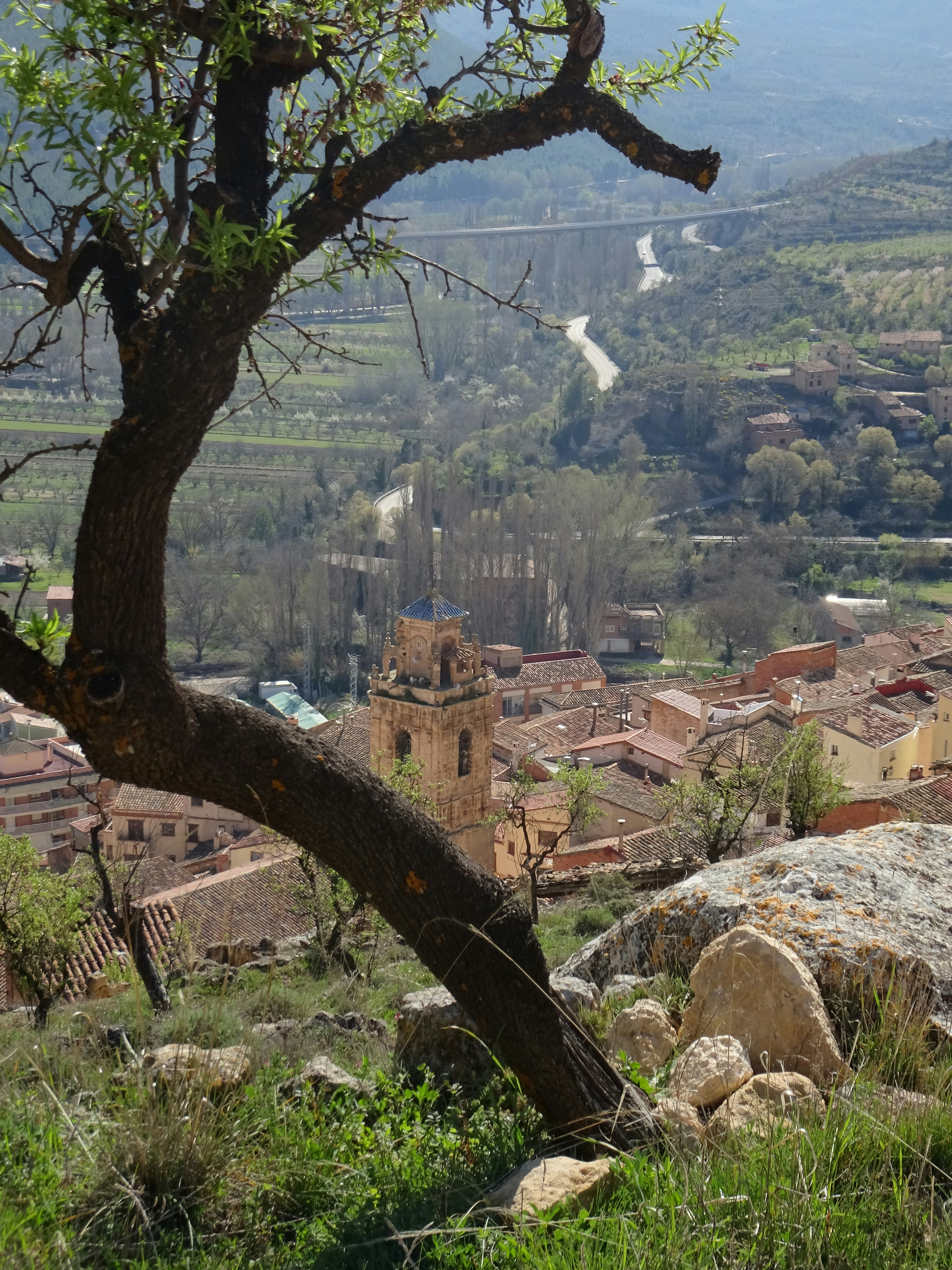 Gnarled Tree Frame Overlooking a Hilltop Village